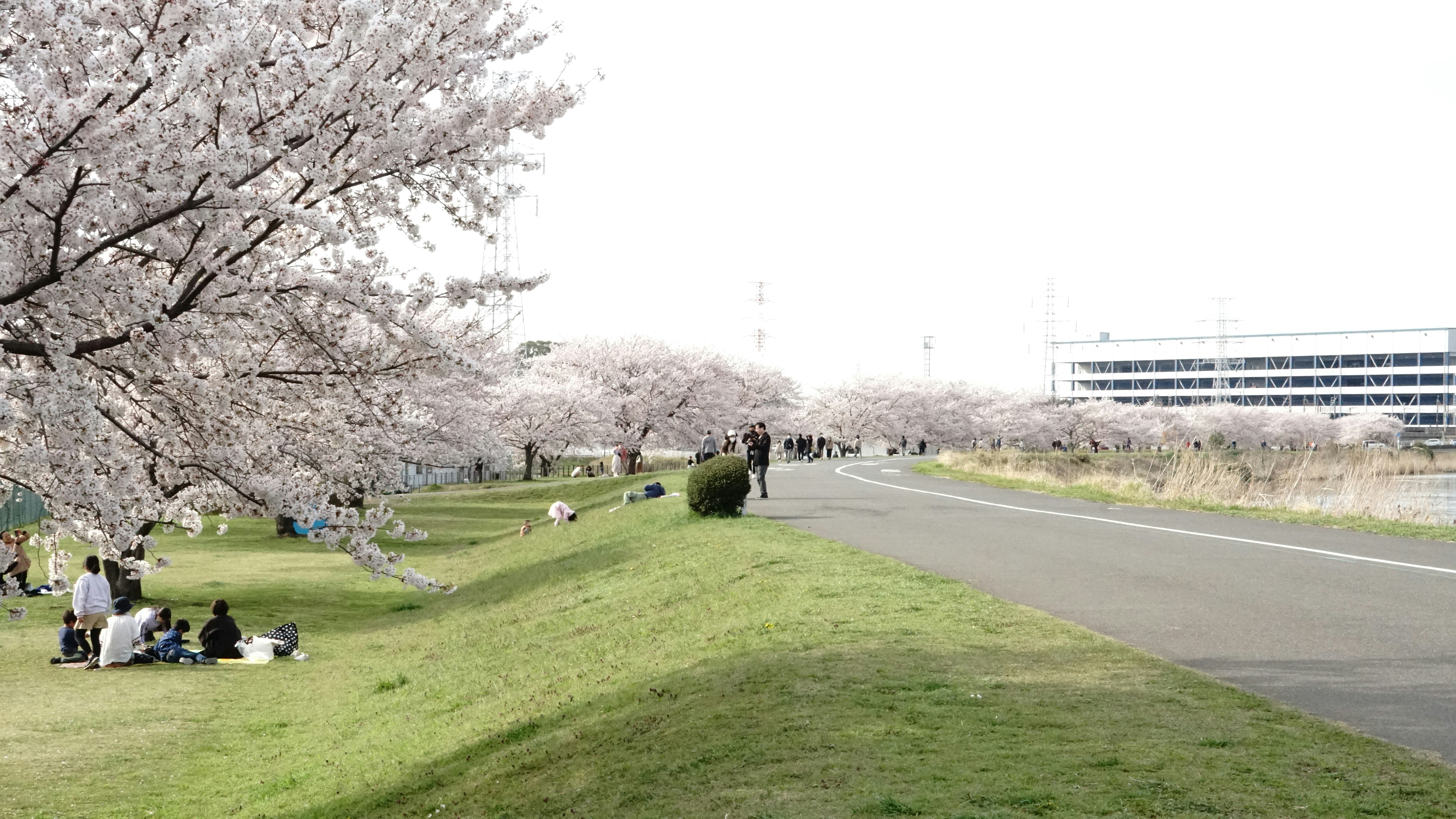 Cherry Blossom Gathering by the Roadside