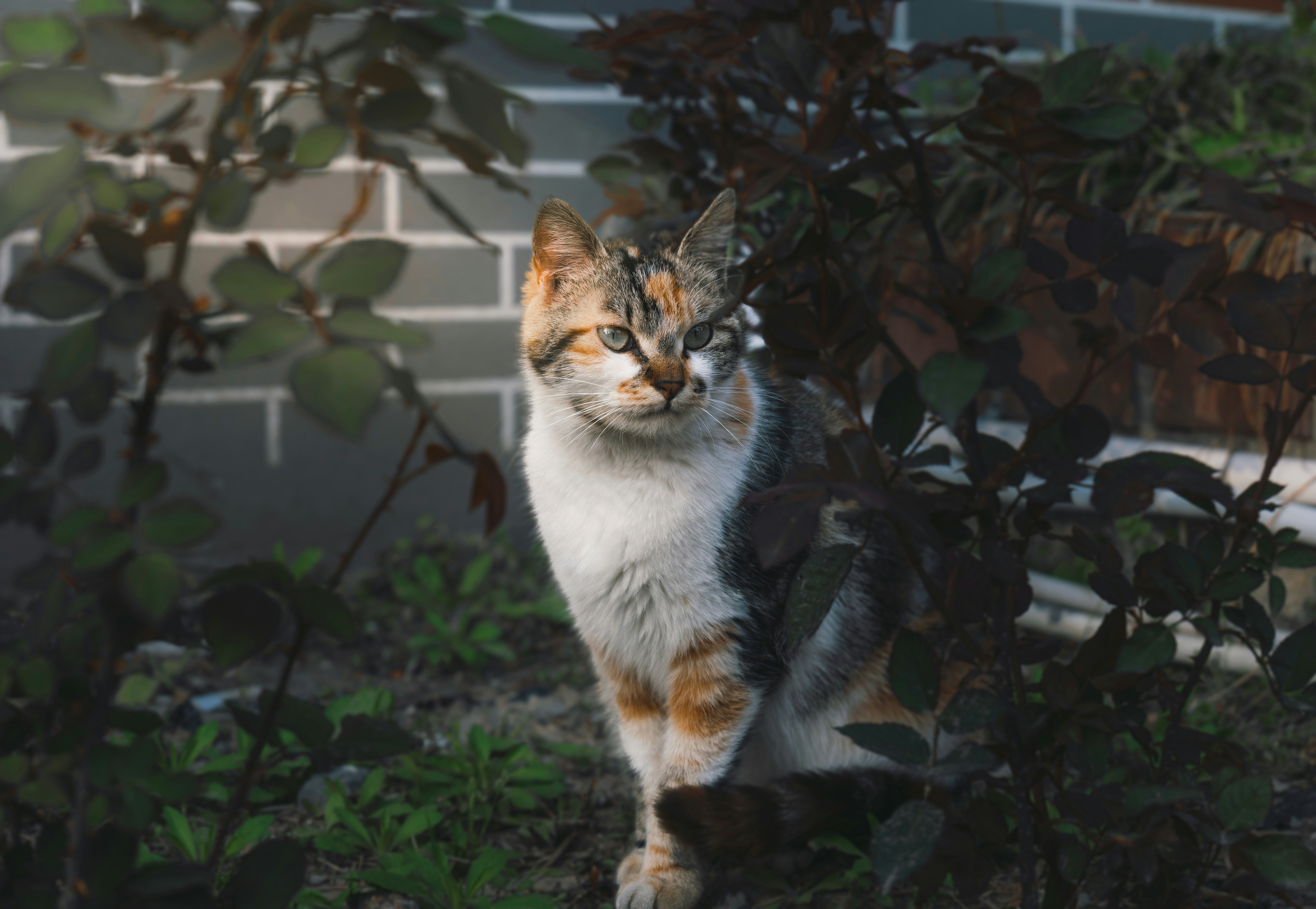 A calico cat is standing in the bushes photo – Free Cat Image on Unsplash