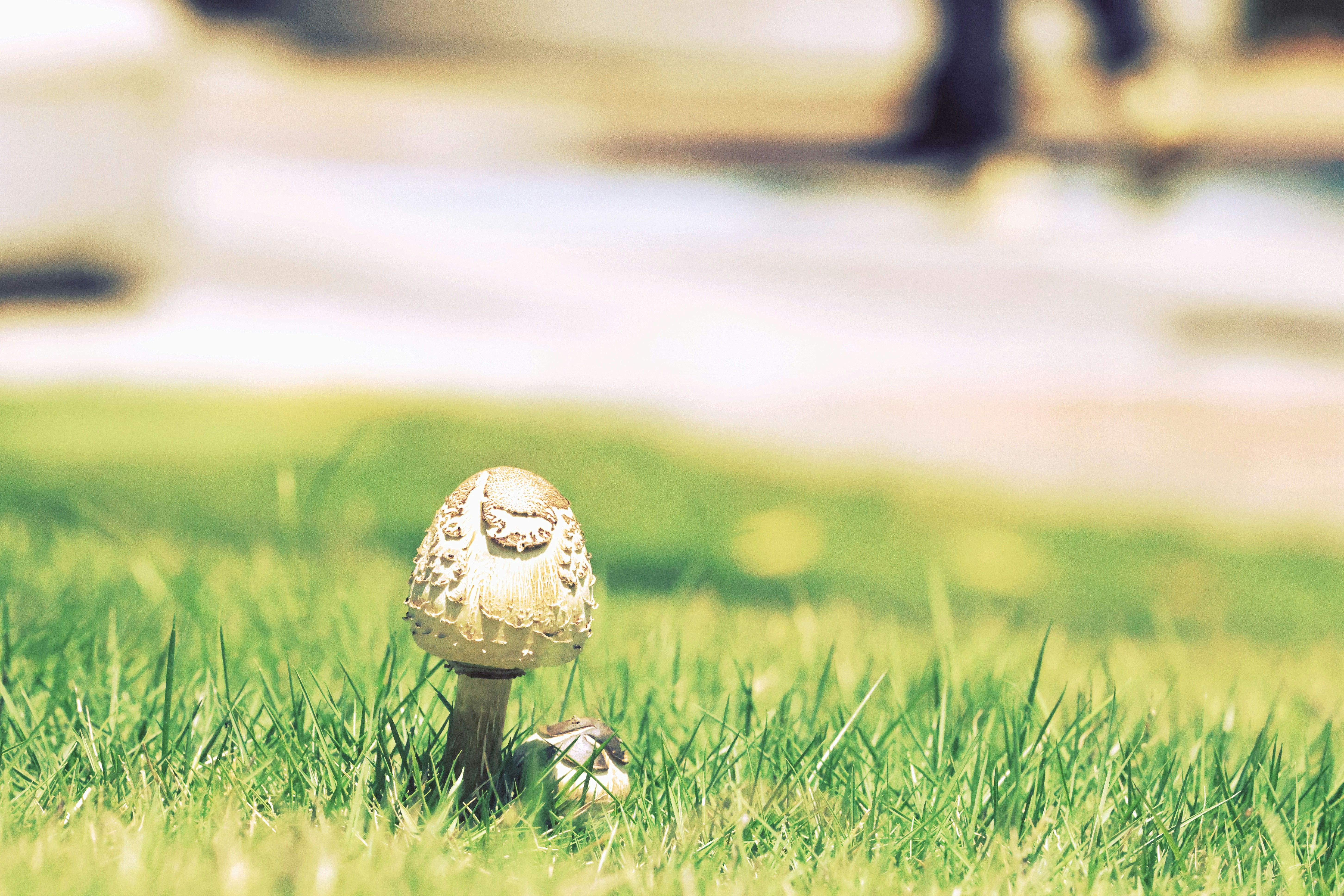 Lone Mushroom in a Sunlit Lawn: Quiet Depth of Field and Grass Texture