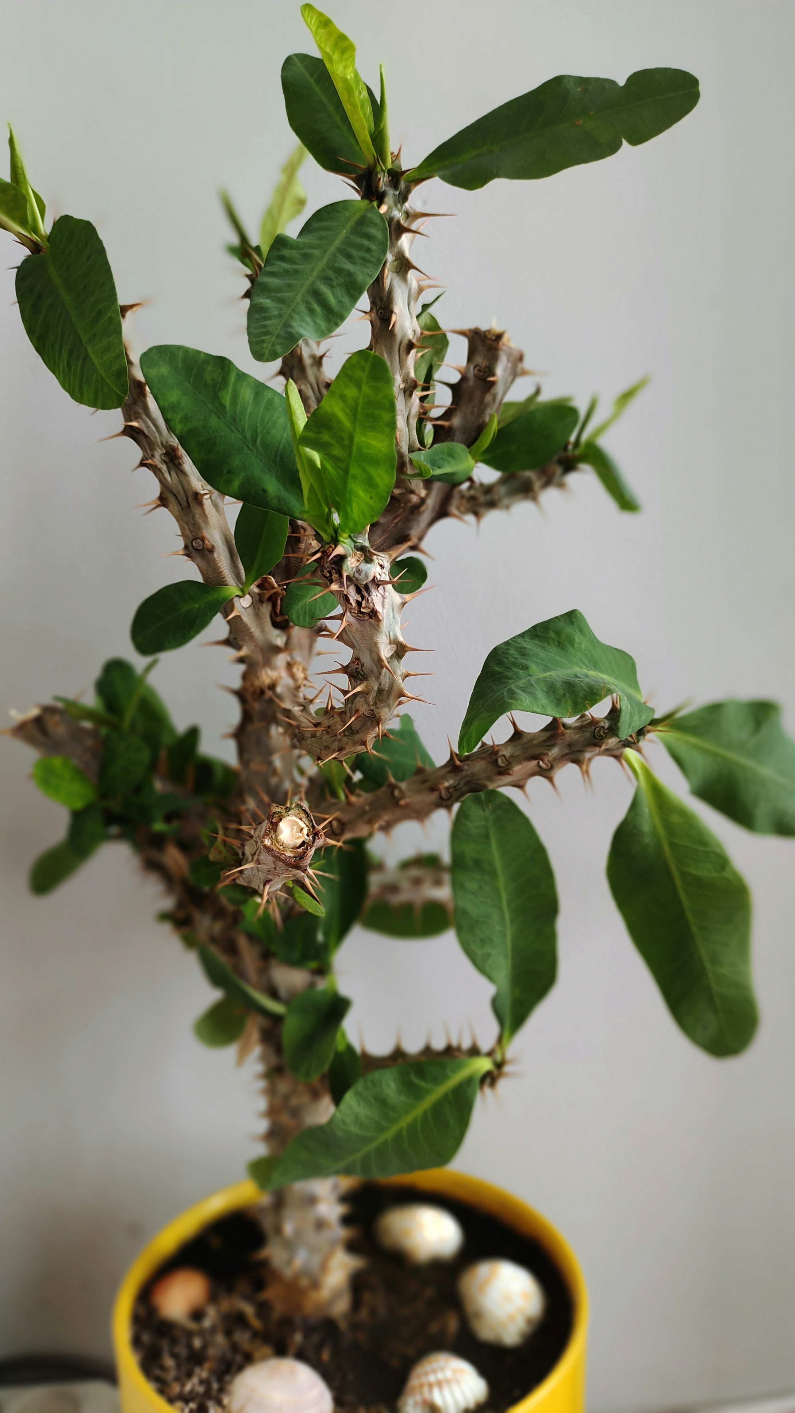 Close-up photograph of a thorny, branching plant with dark green leaves in a yellow pot, with decorative shells on the soil.