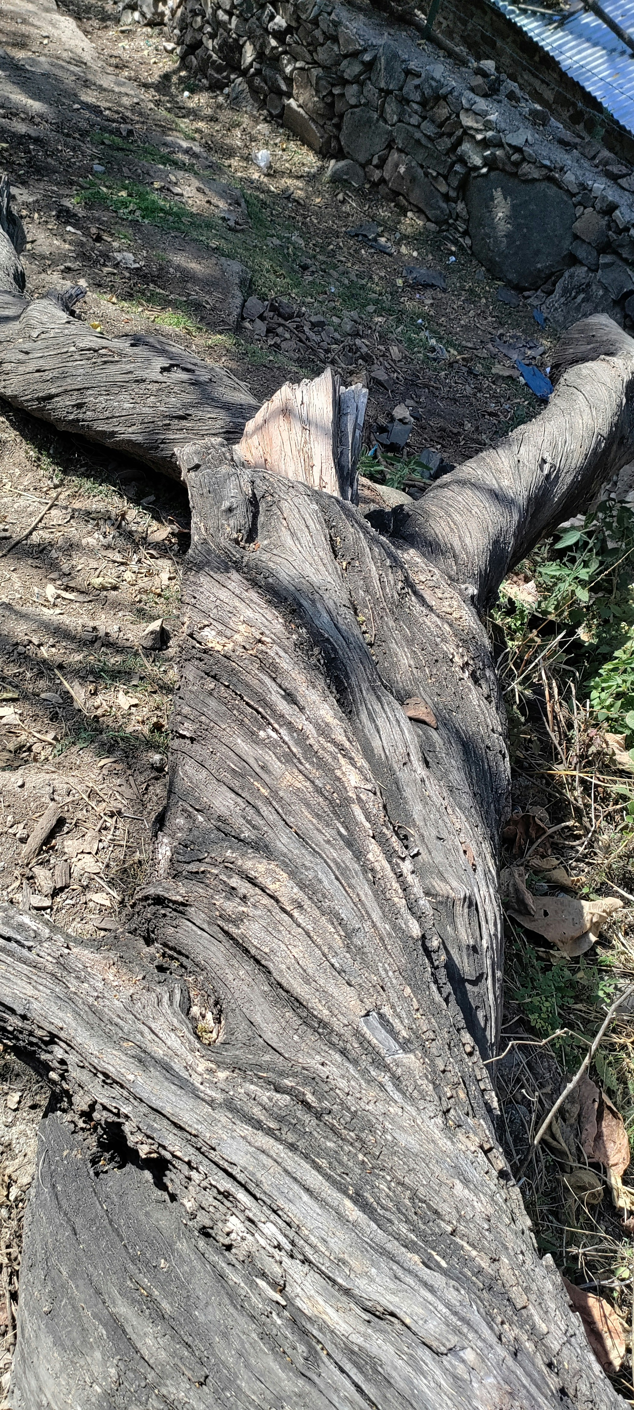 Close-up of a weathered fallen log with deep cracks and pronounced grain on dirt ground, with a stone wall in the background.