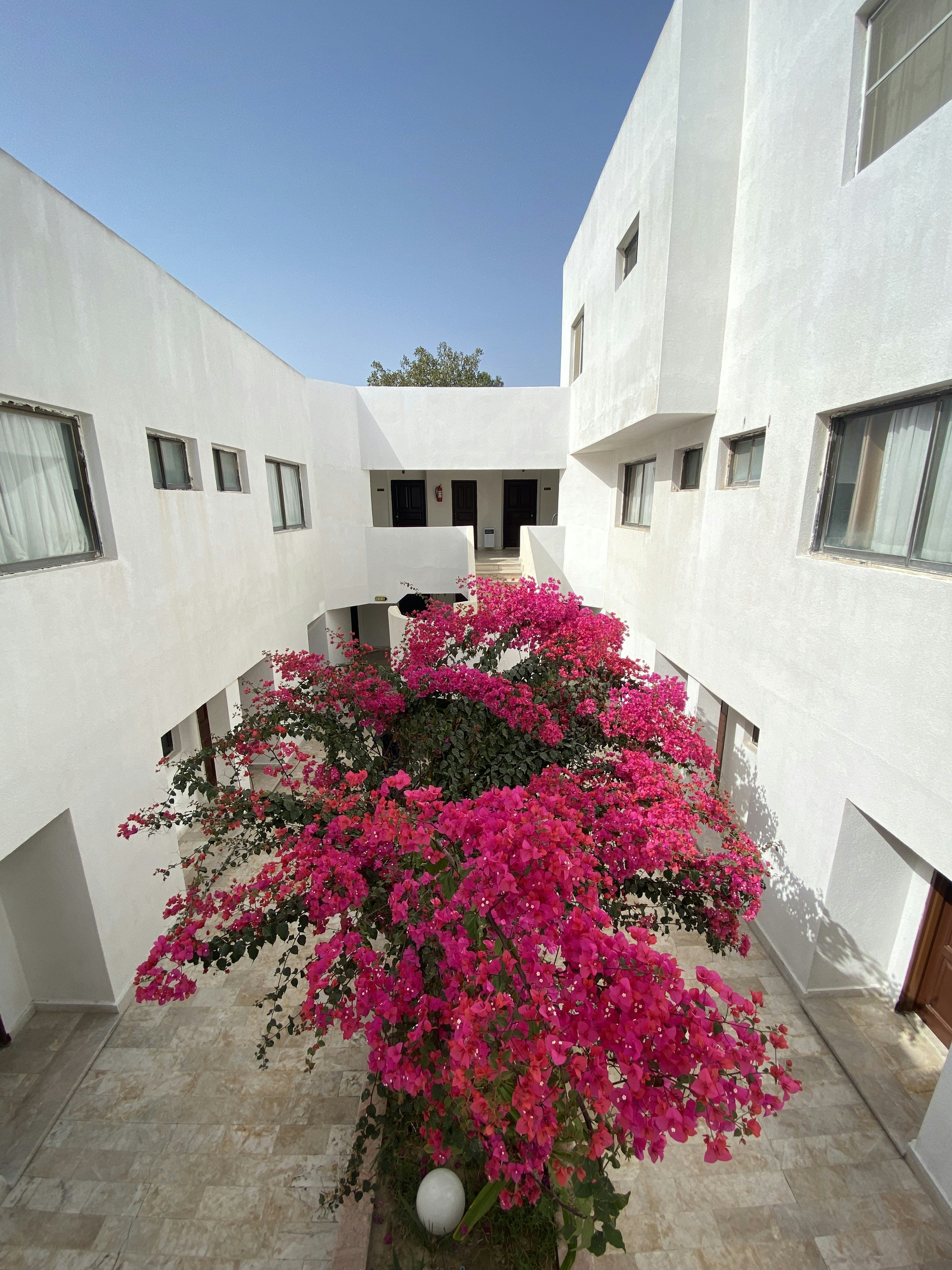 Vibrant bougainvillea blooms dominate a contemporary courtyard, surrounded by minimalist white architecture. The scene captures a serene blend of nature and design.