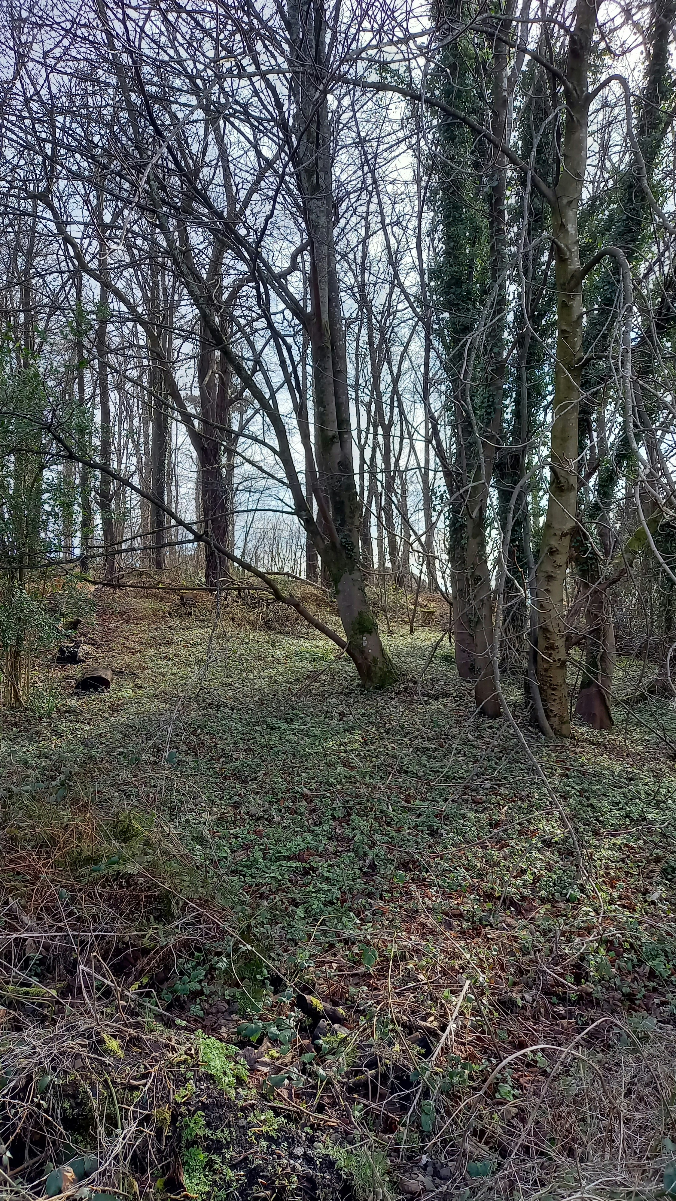 A tranquil forest scene featuring tall, bare trees and a carpet of green undergrowth, hinting at the arrival of spring. The soft light filters through the branches, creating a peaceful atmosphere.
