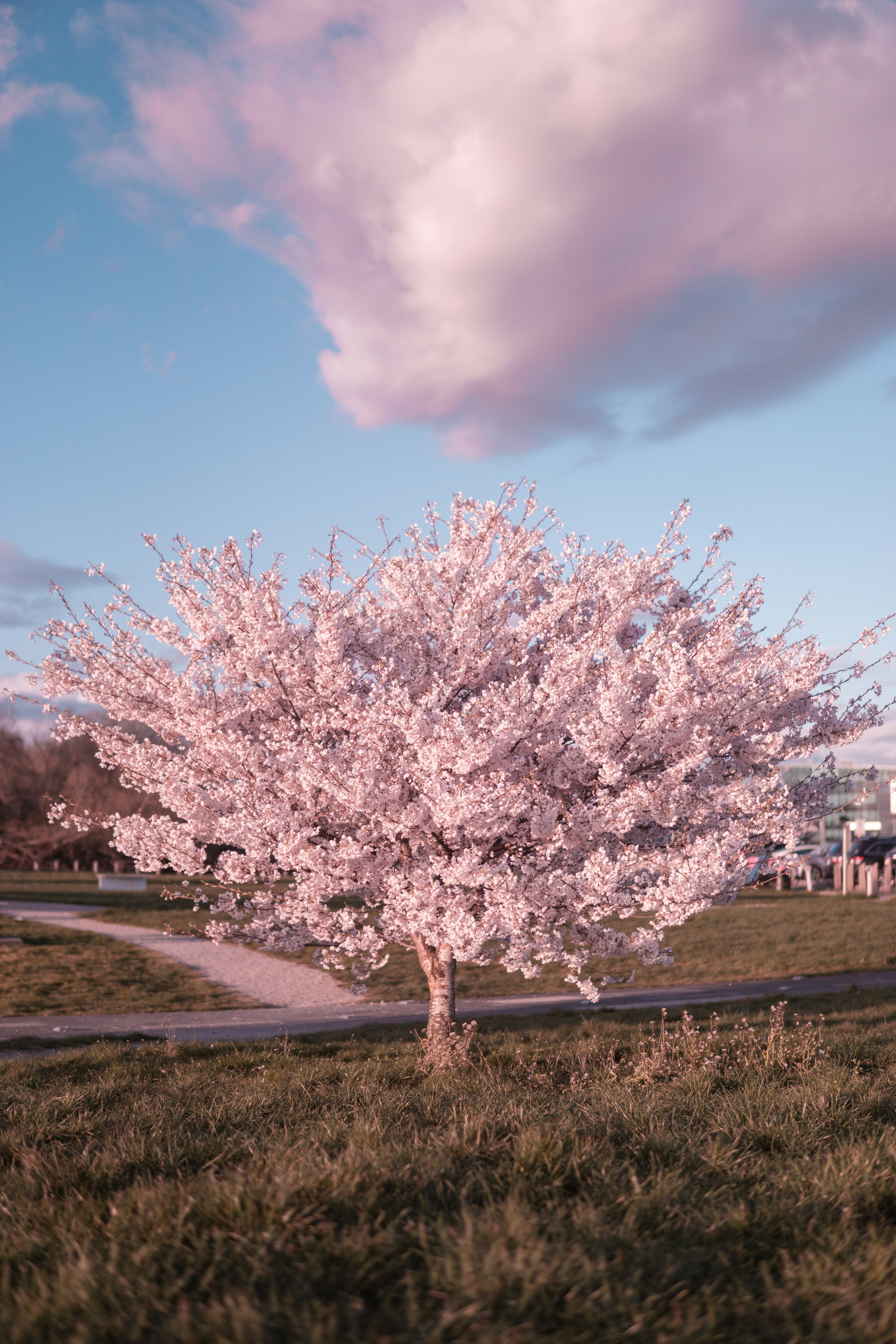 A vibrant cherry blossom tree in full bloom against a pastel sky, capturing the essence of springtime tranquility.