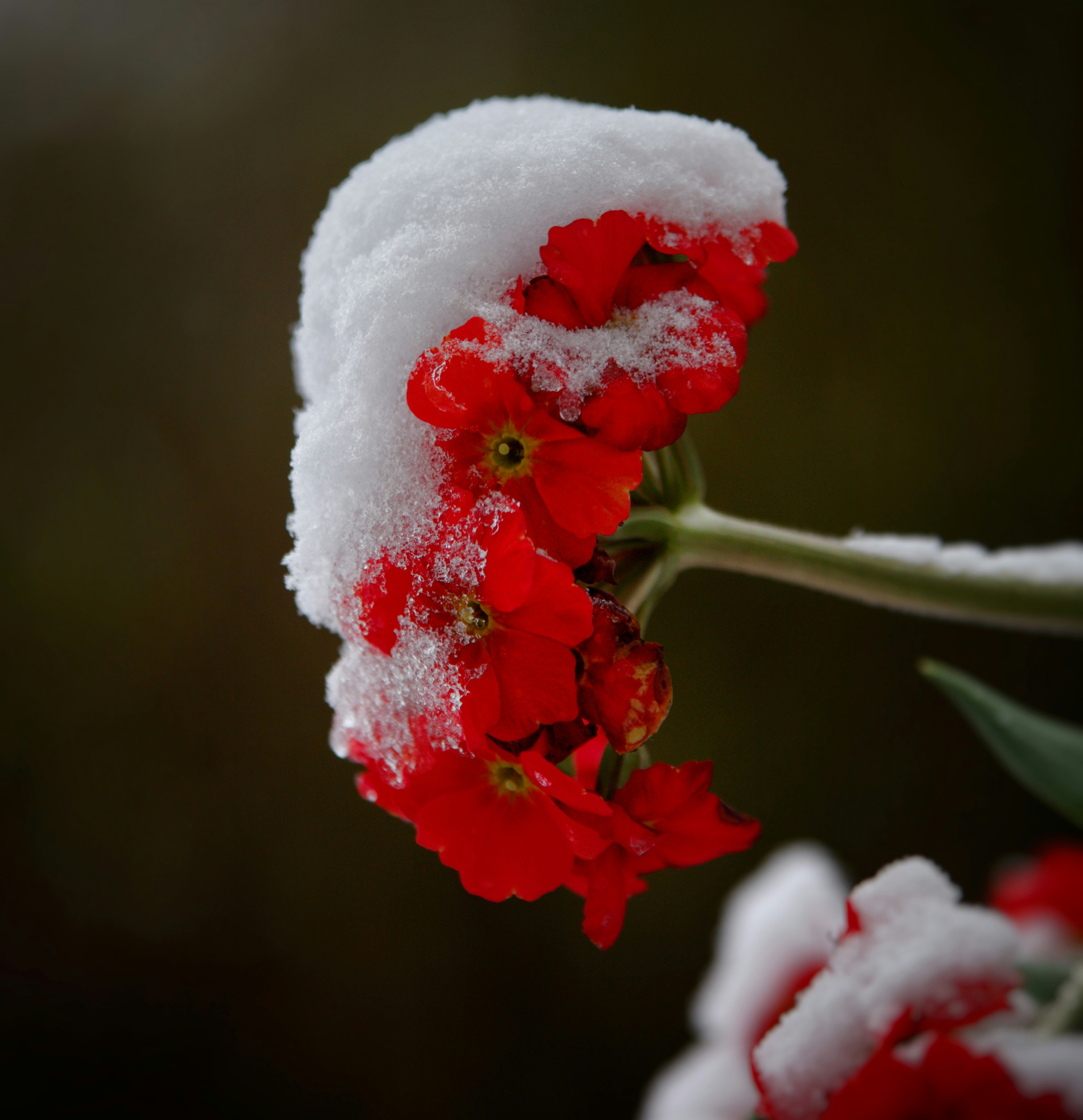 Snow-Kissed Crimson: a winter-close-up of a red bloom