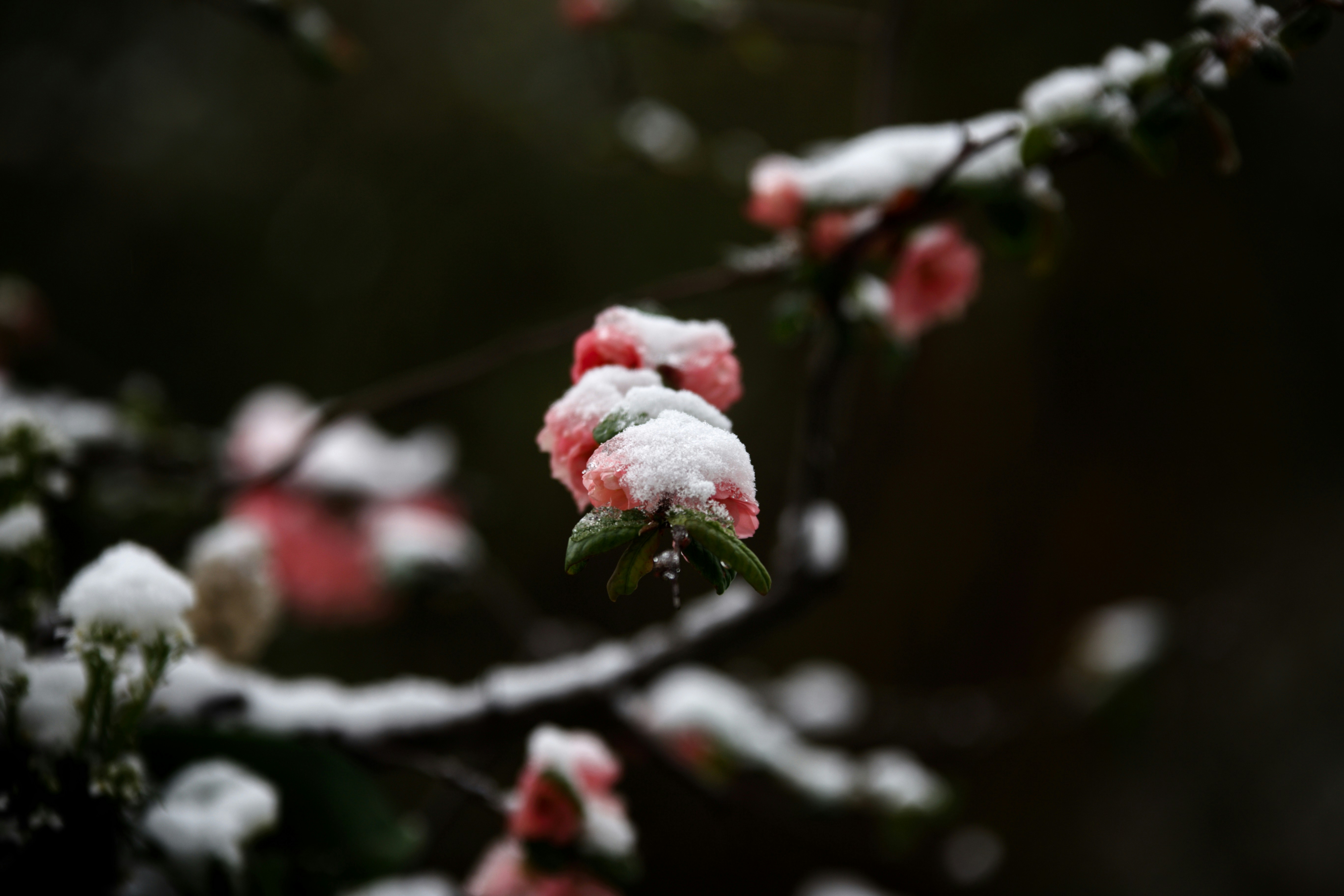 Snow-Kissed Camellia: Frost on a Pink Bloom in Velvet Dusk