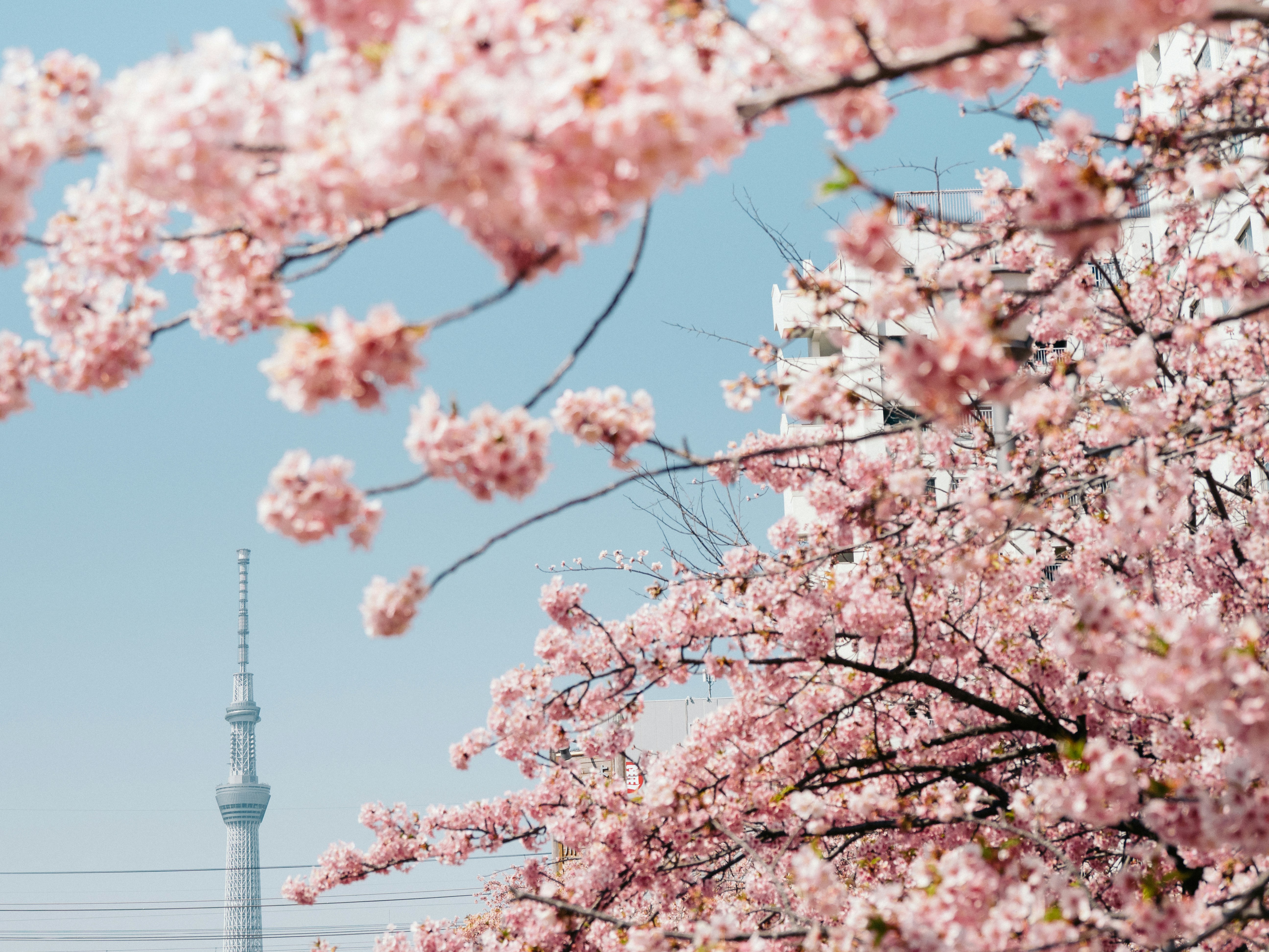 Petal Veil Over Tokyo Skytree: Spring in Soft Focus