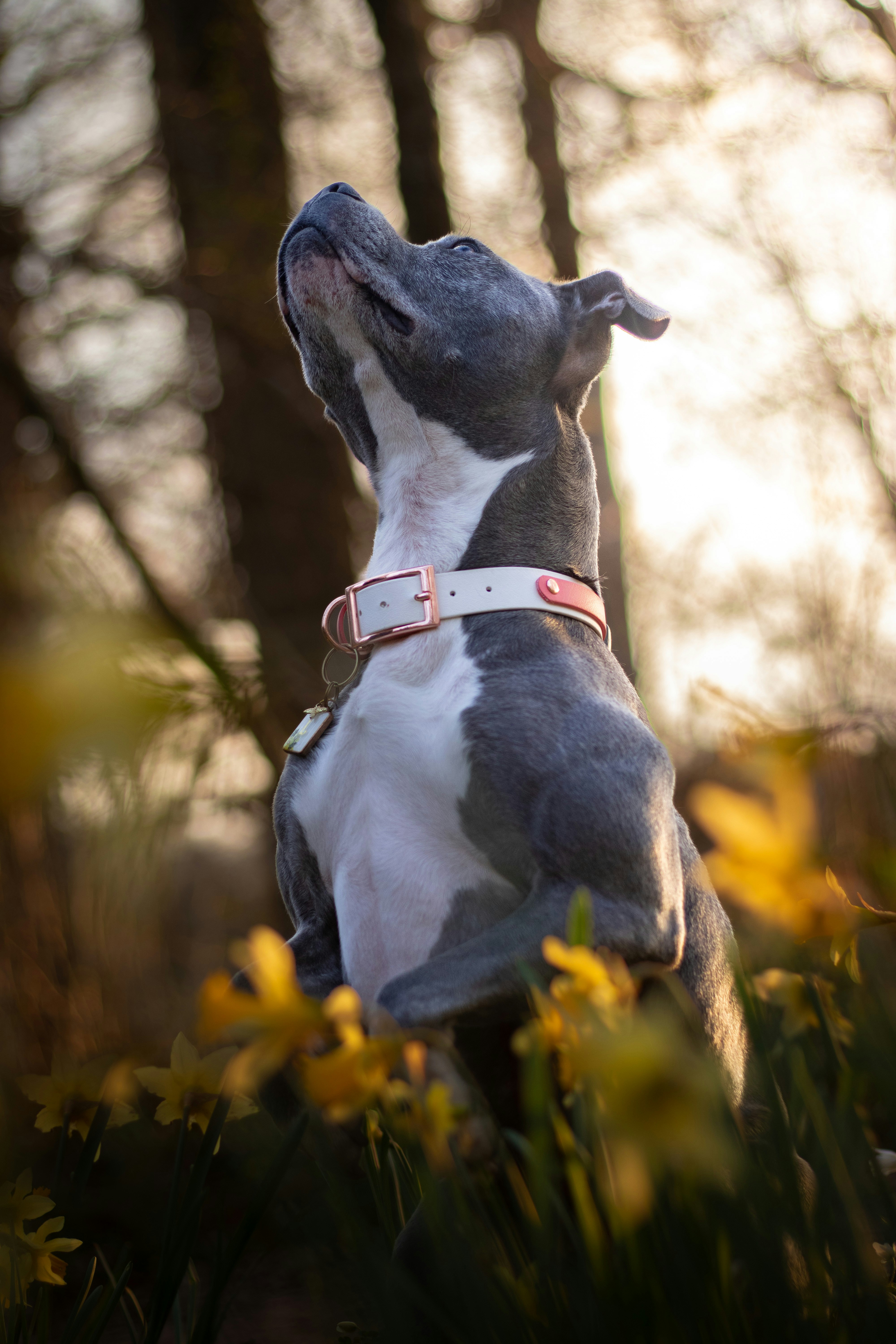 Head Lift in Golden Glen: A Greyhound Among Spring Wildflowers