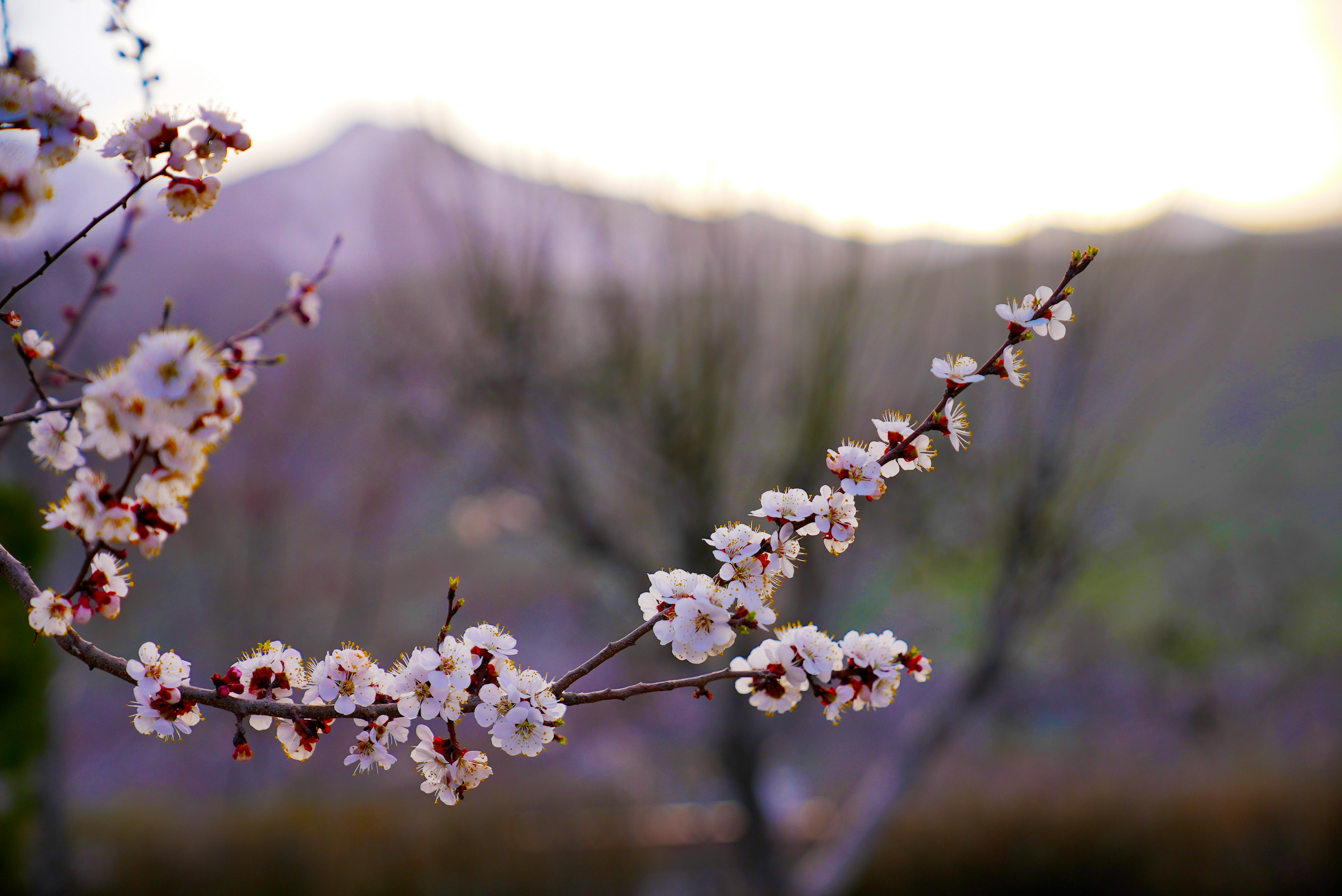 Whispering Cherry Blossoms Over a Hazy Hillside at Golden Hour