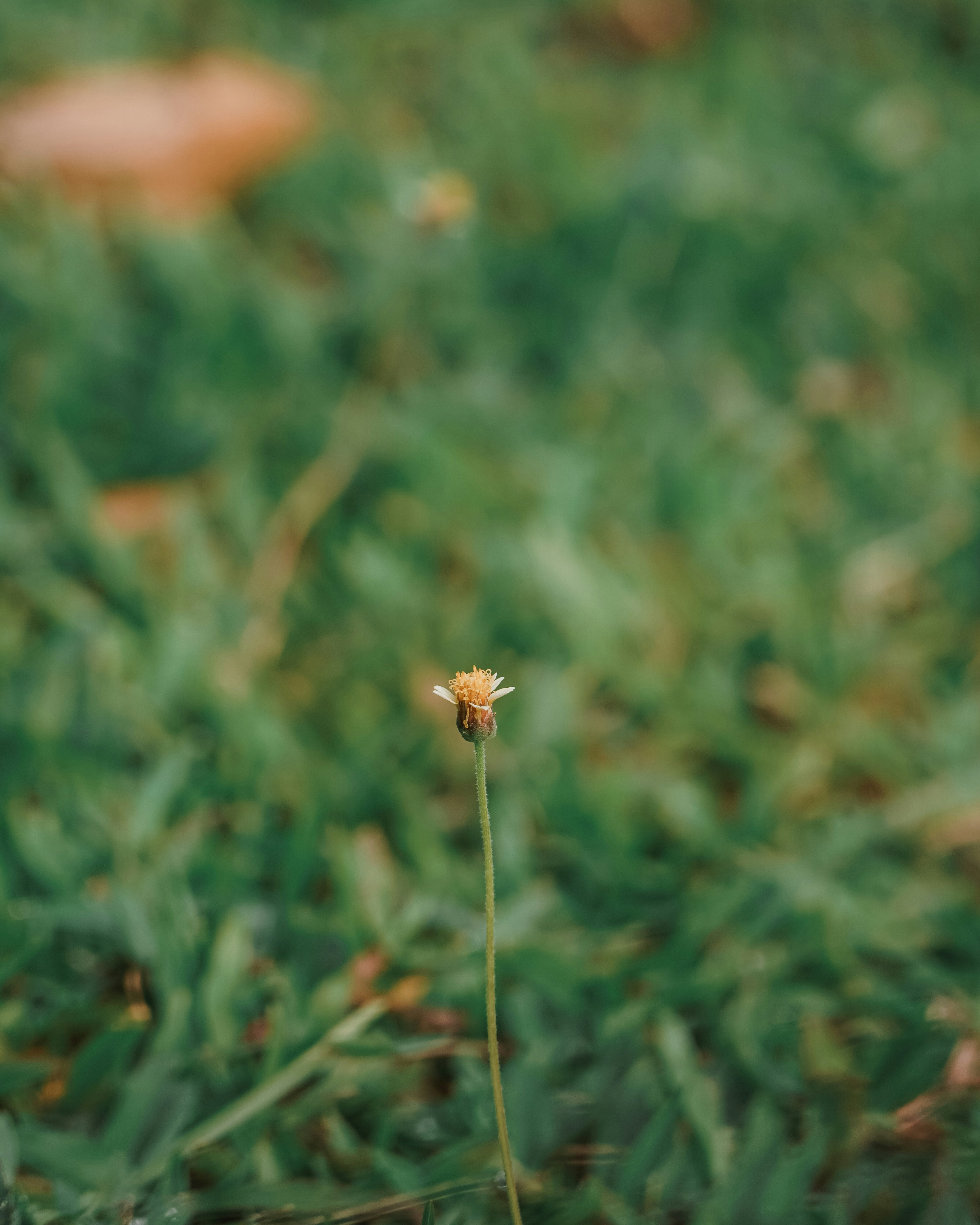 Solo Seedhead Rising Through a Velvet Meadow