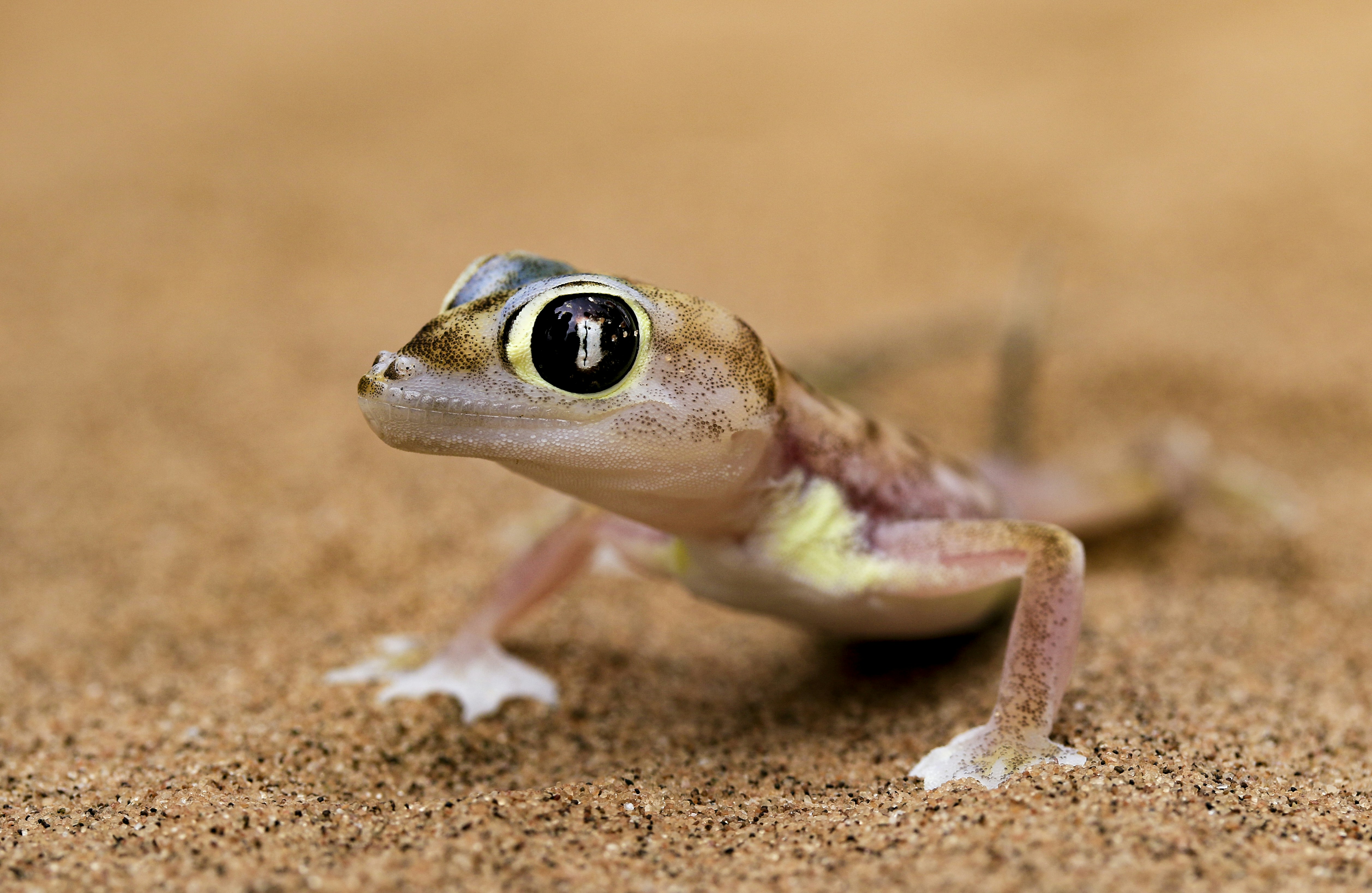 Nose-to-Track: A Desert-Pedge Frog Gaze in Macro Light