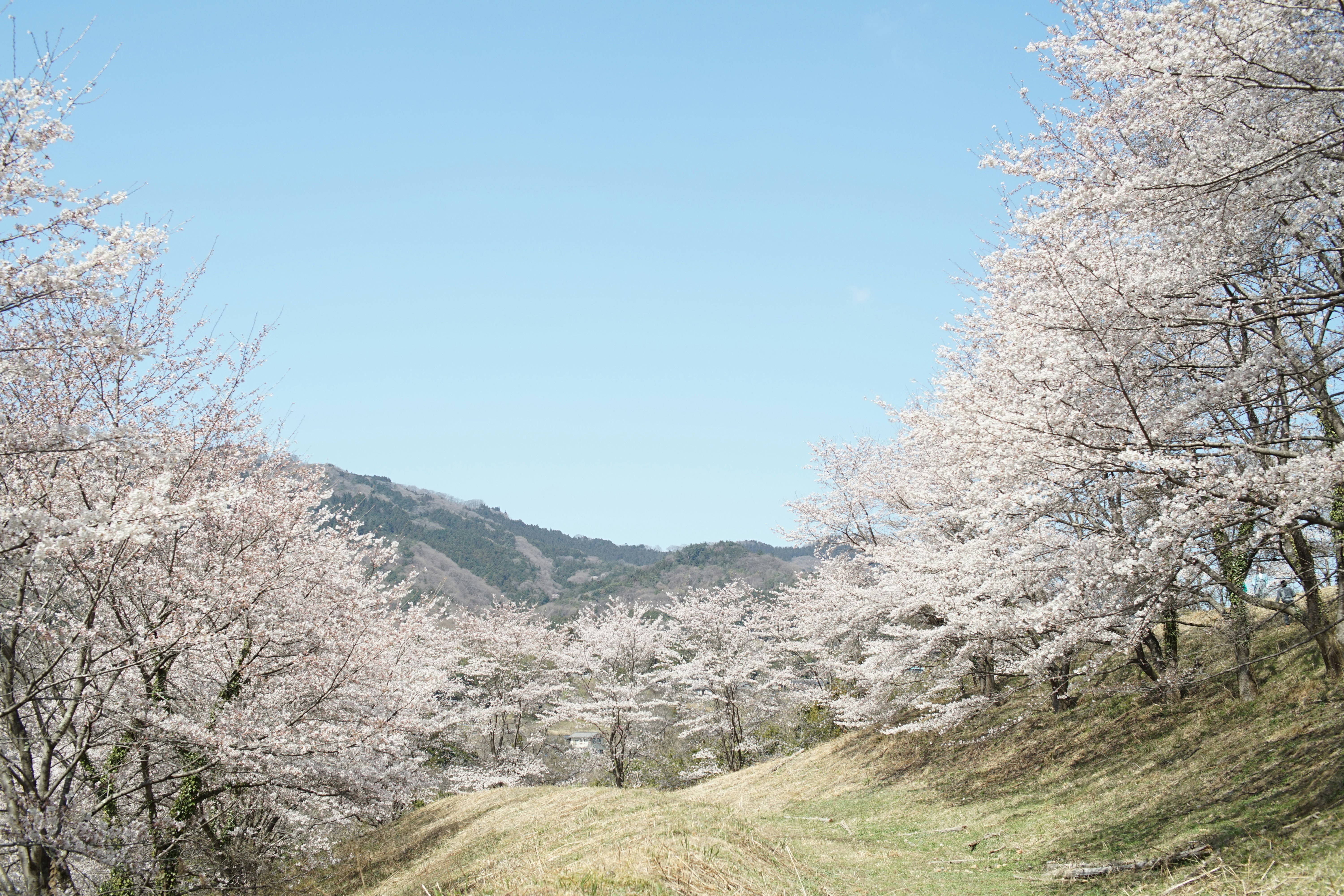 Cherry blossom trees line a gentle hillside, creating a serene landscape against a clear blue sky.