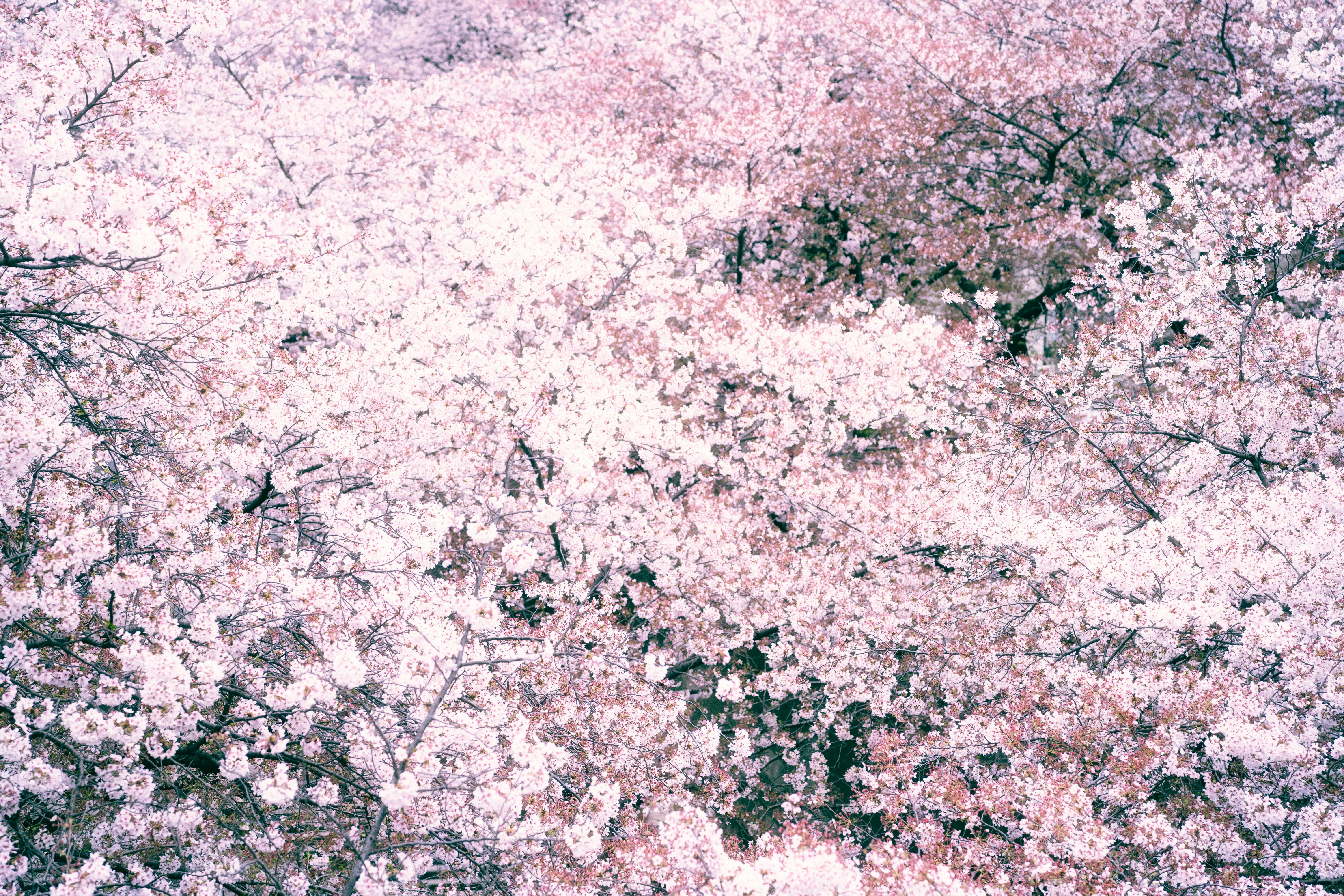 A dense canopy of cherry blossoms in full bloom, creating a soft pink landscape. The intricate patterns of petals and branches weave together harmoniously.