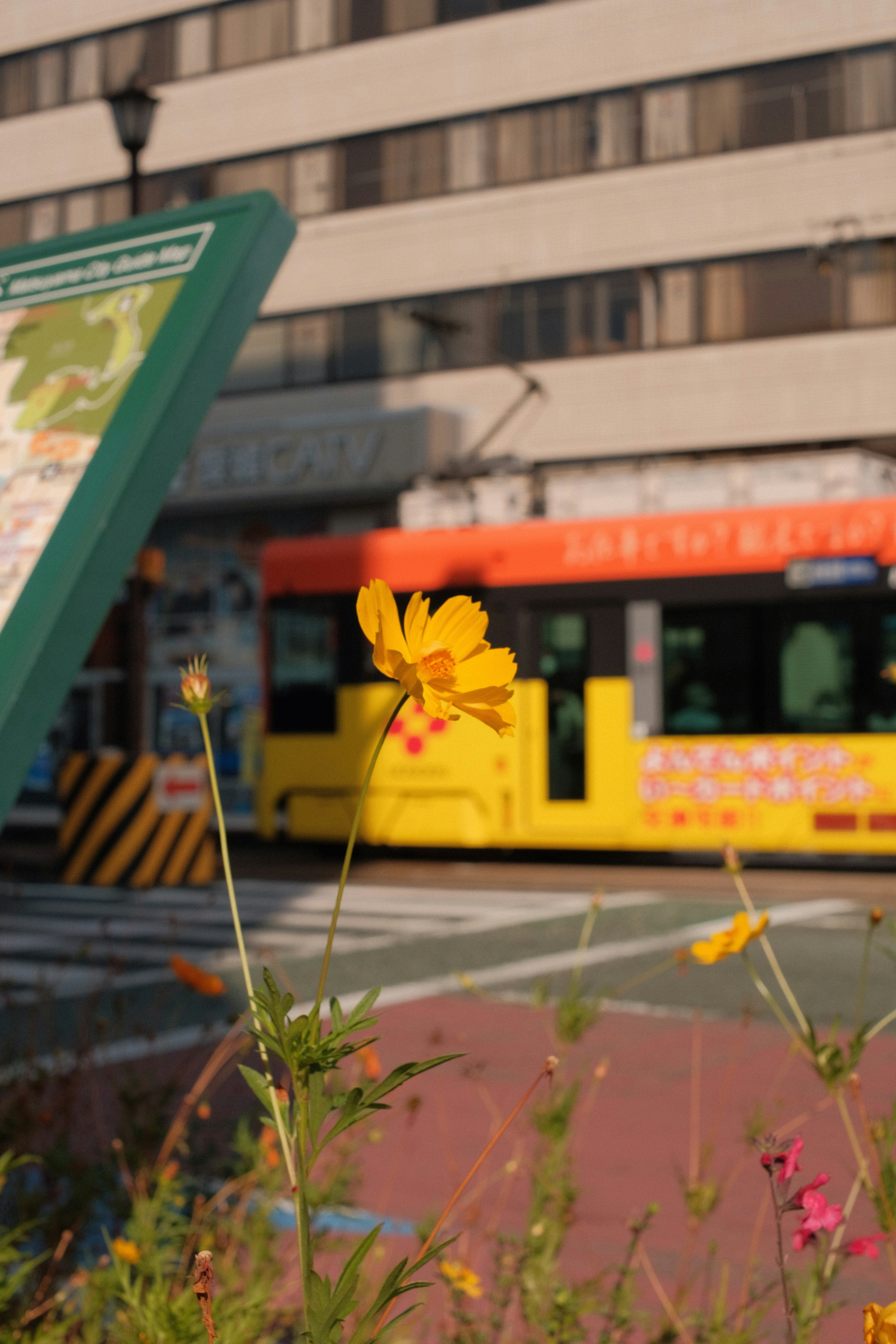 Golden Flower in Sharp Foreground, Yellow City Bus Blurred Behind