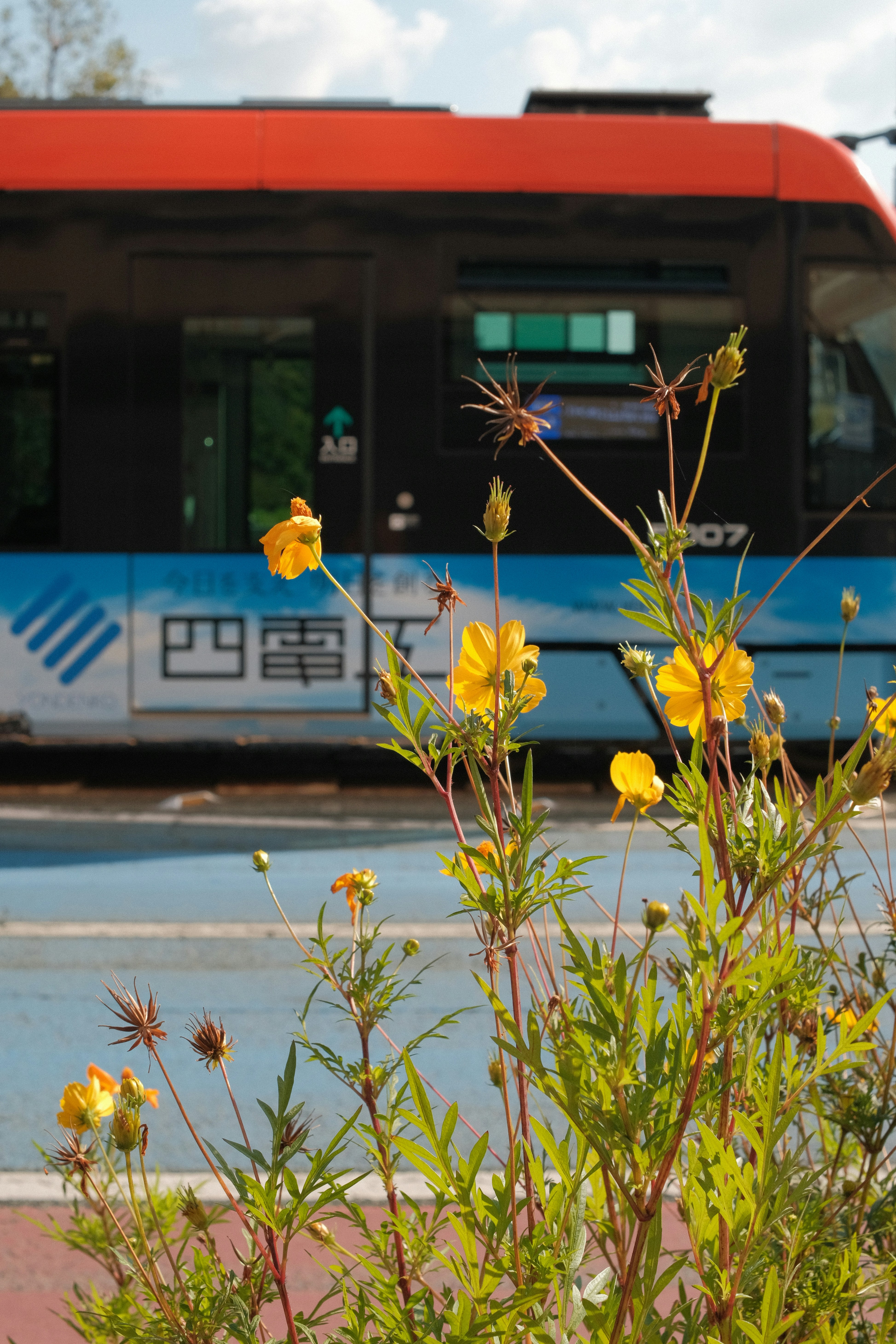 a blue and red bus driving down a street