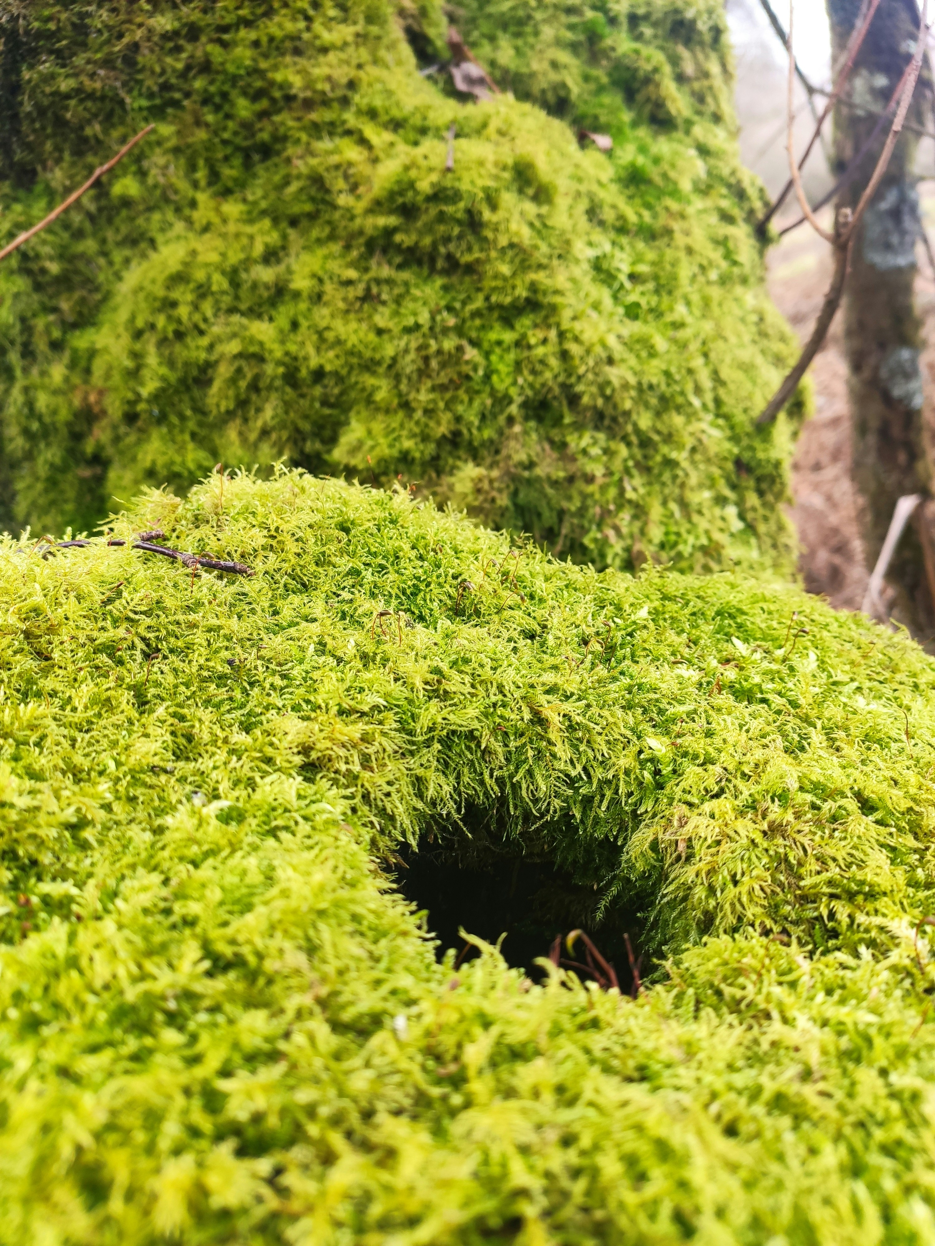 Close-up photograph of vibrant green moss forming a circular ring with a dark hollow in the middle.