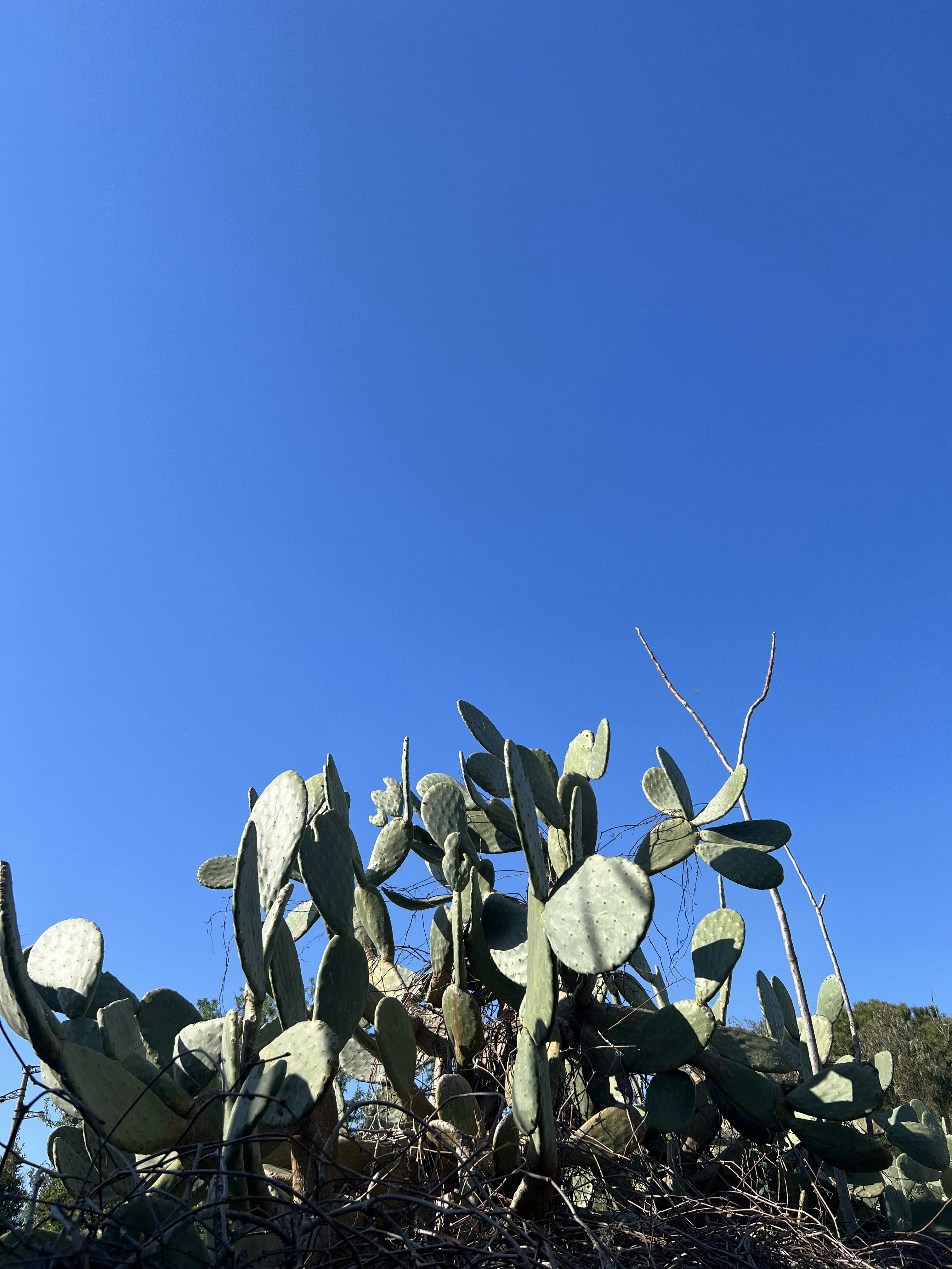 Cactus plants thrive under a vibrant blue sky, showcasing the resilience of desert flora.