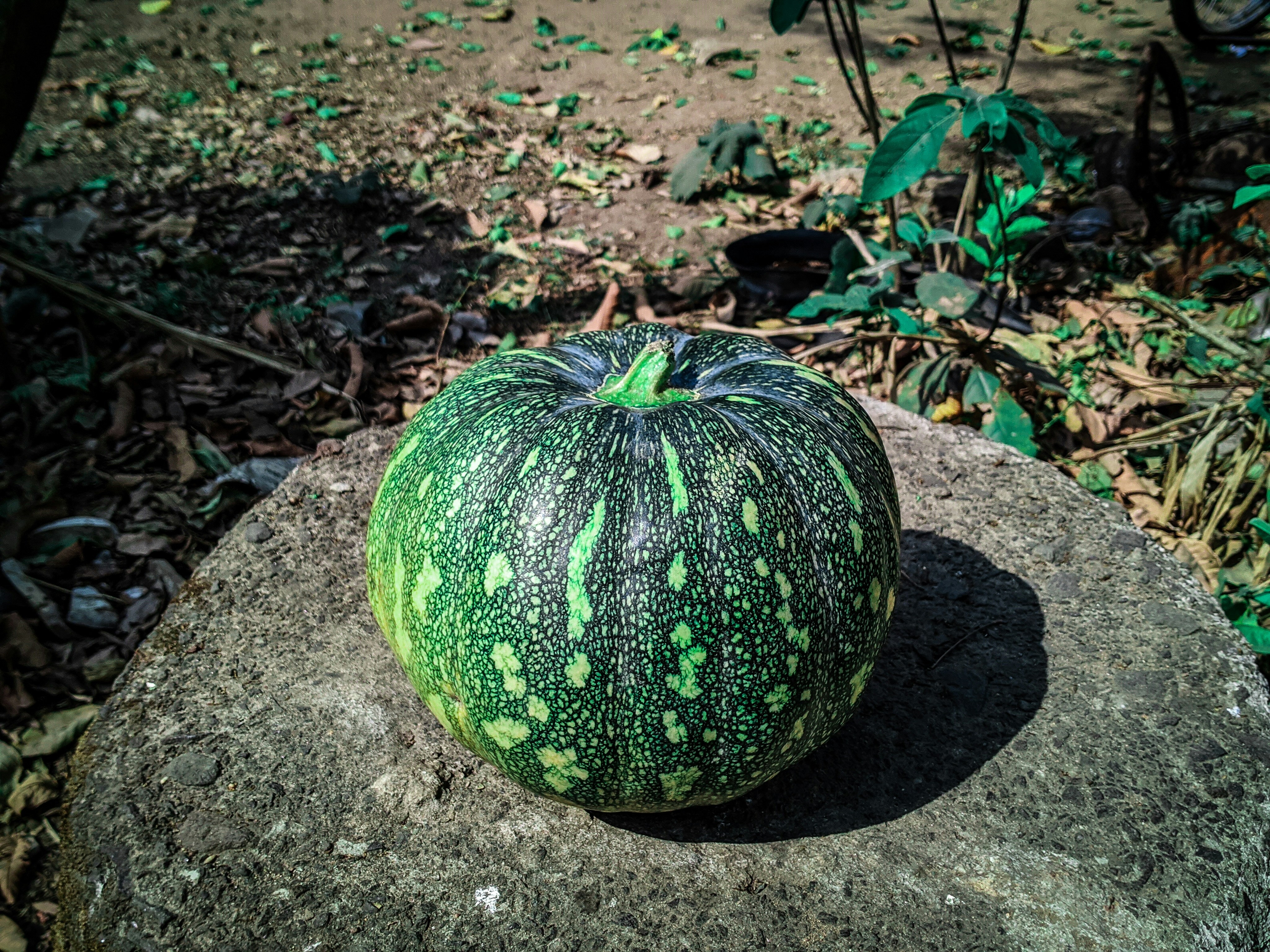 A large green watermelon sitting on top of a rock photo – Free Pumpkin ...