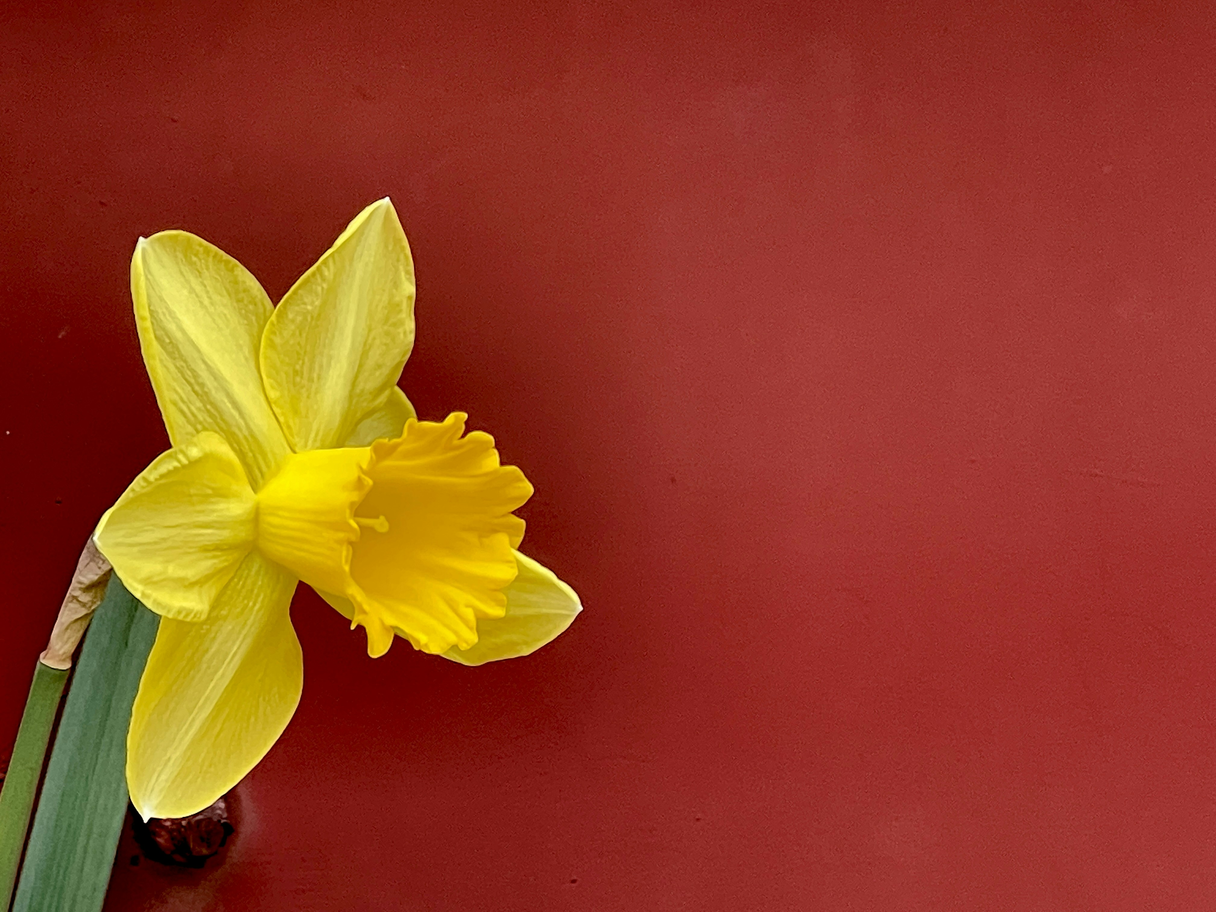 Red Daffodil