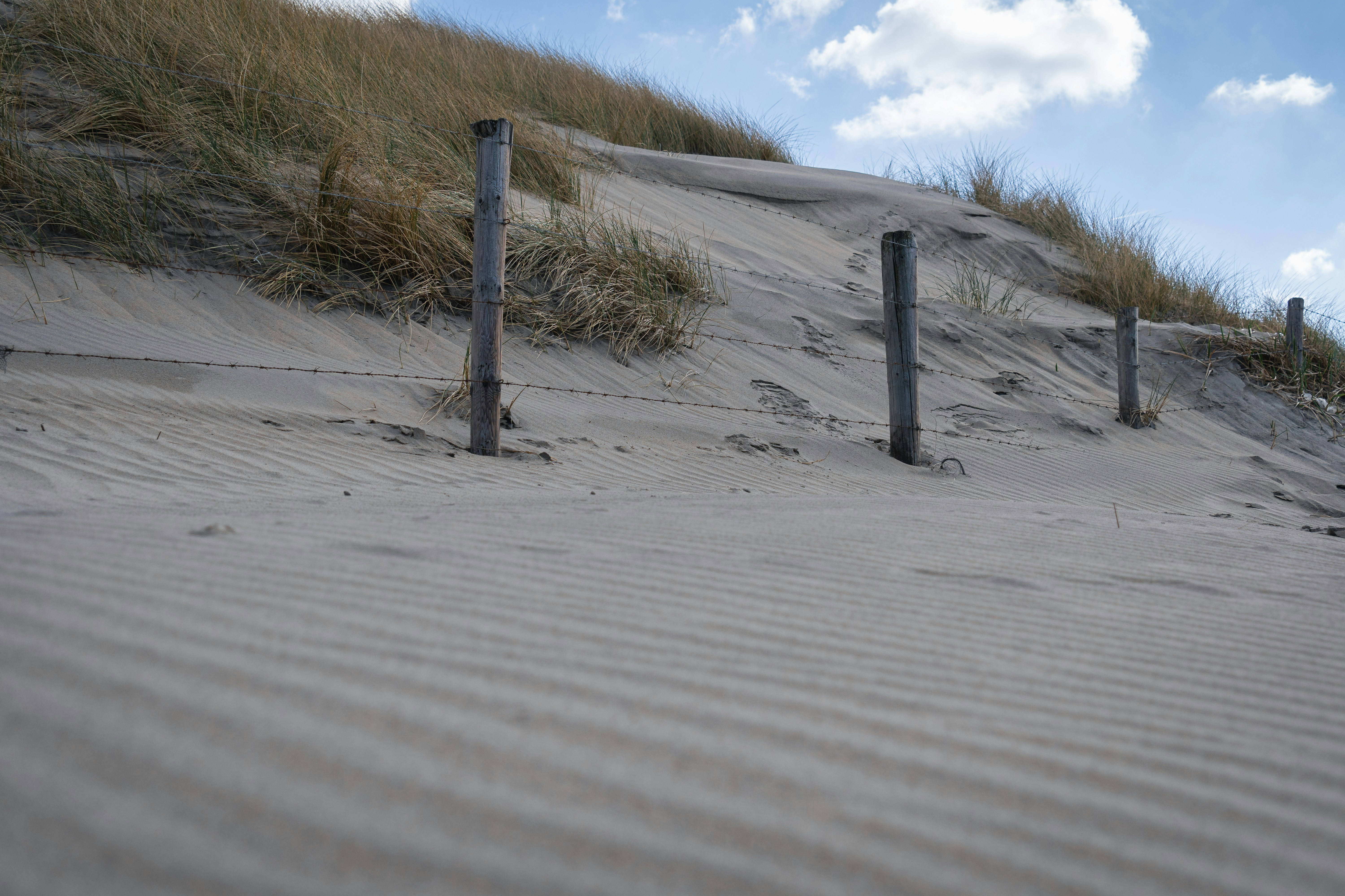 Dune Pathway: Salted Wood Markers Cross the Wind-Swept Sand