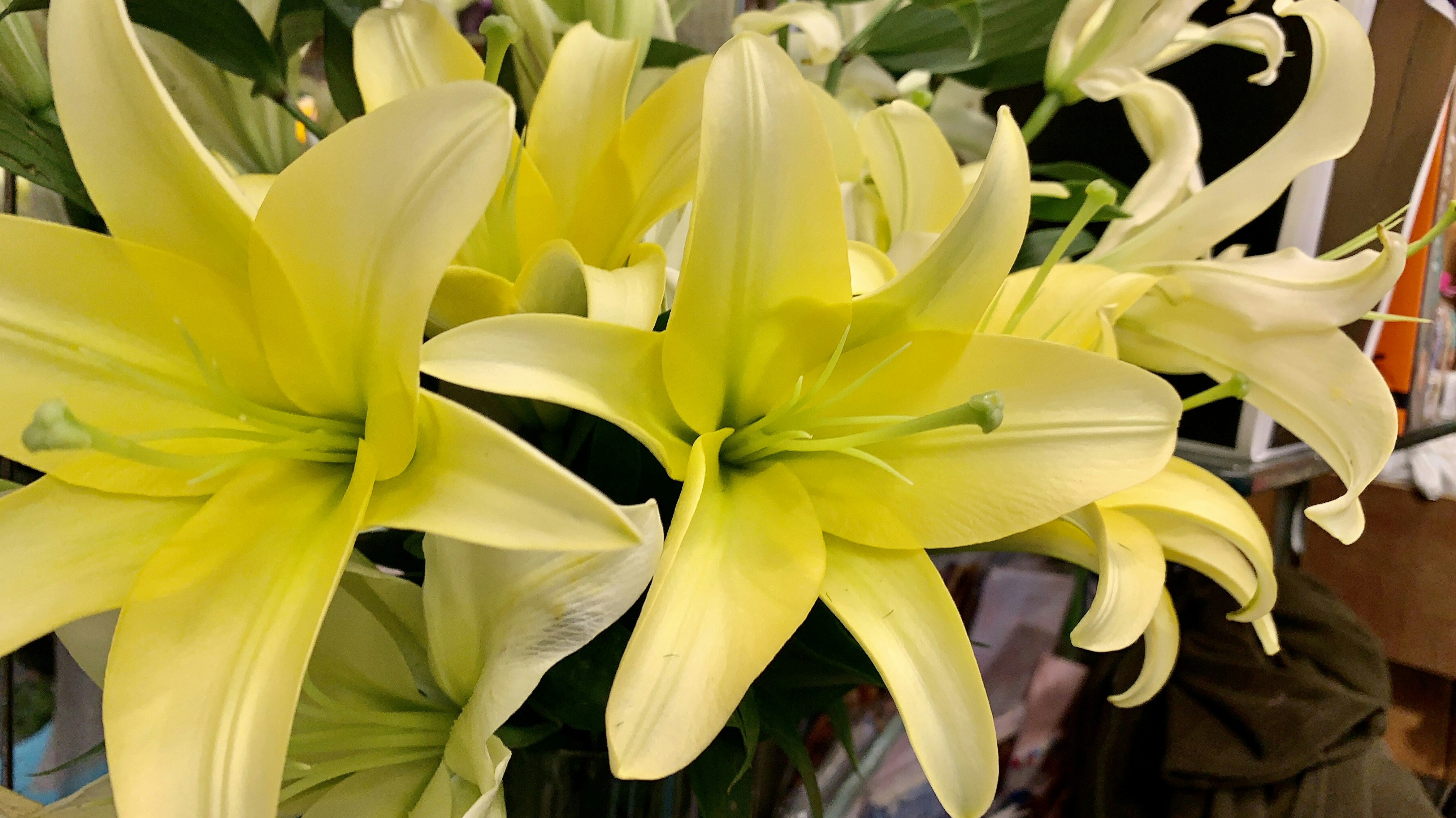 Cerulean Yellow: A Burst of Lily Petals in Bloom