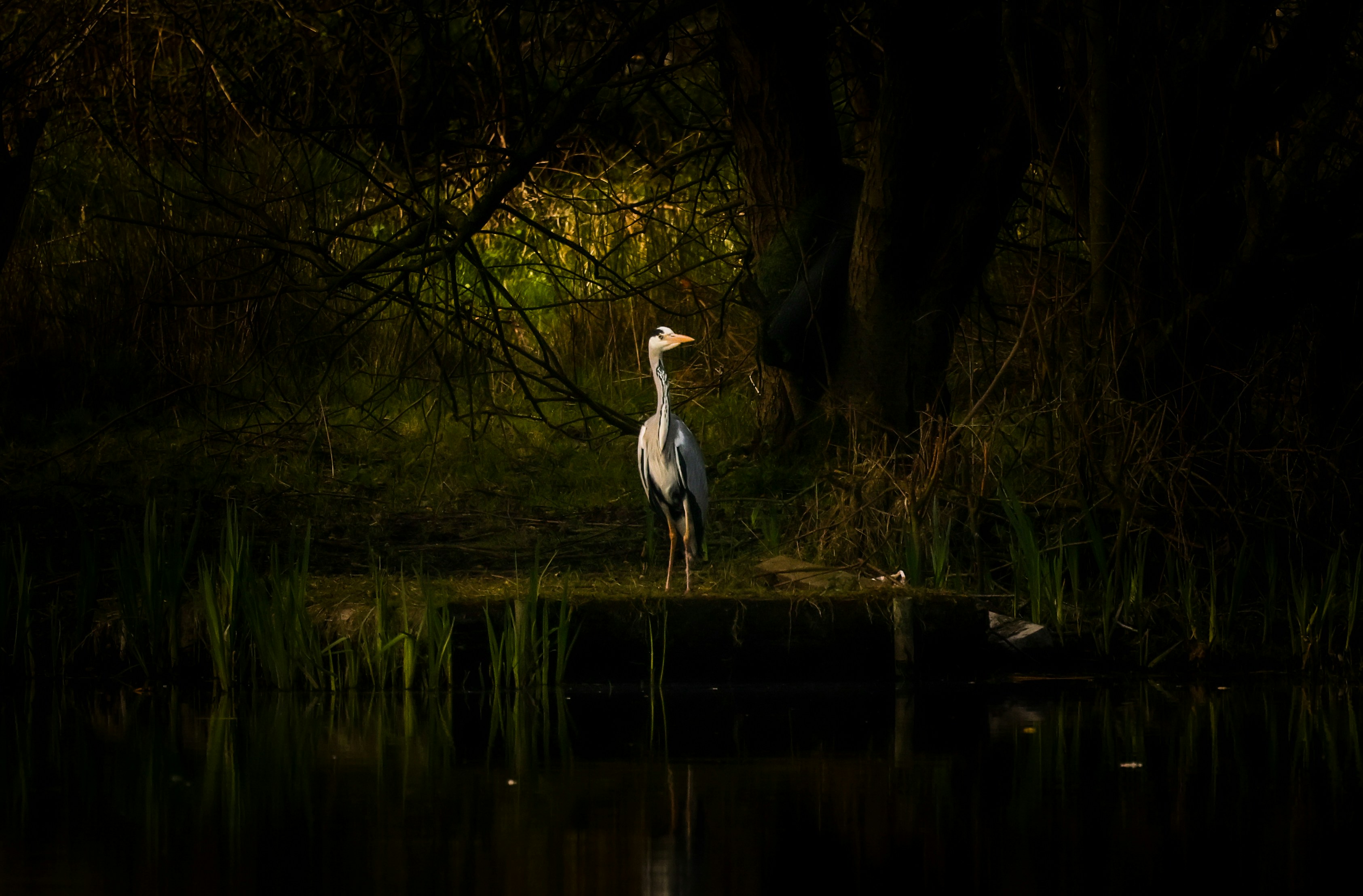 A solitary heron stands poised on a mossy bank, surrounded by dark foliage and reflective water. The interplay of light and shadow adds depth to the serene scene.