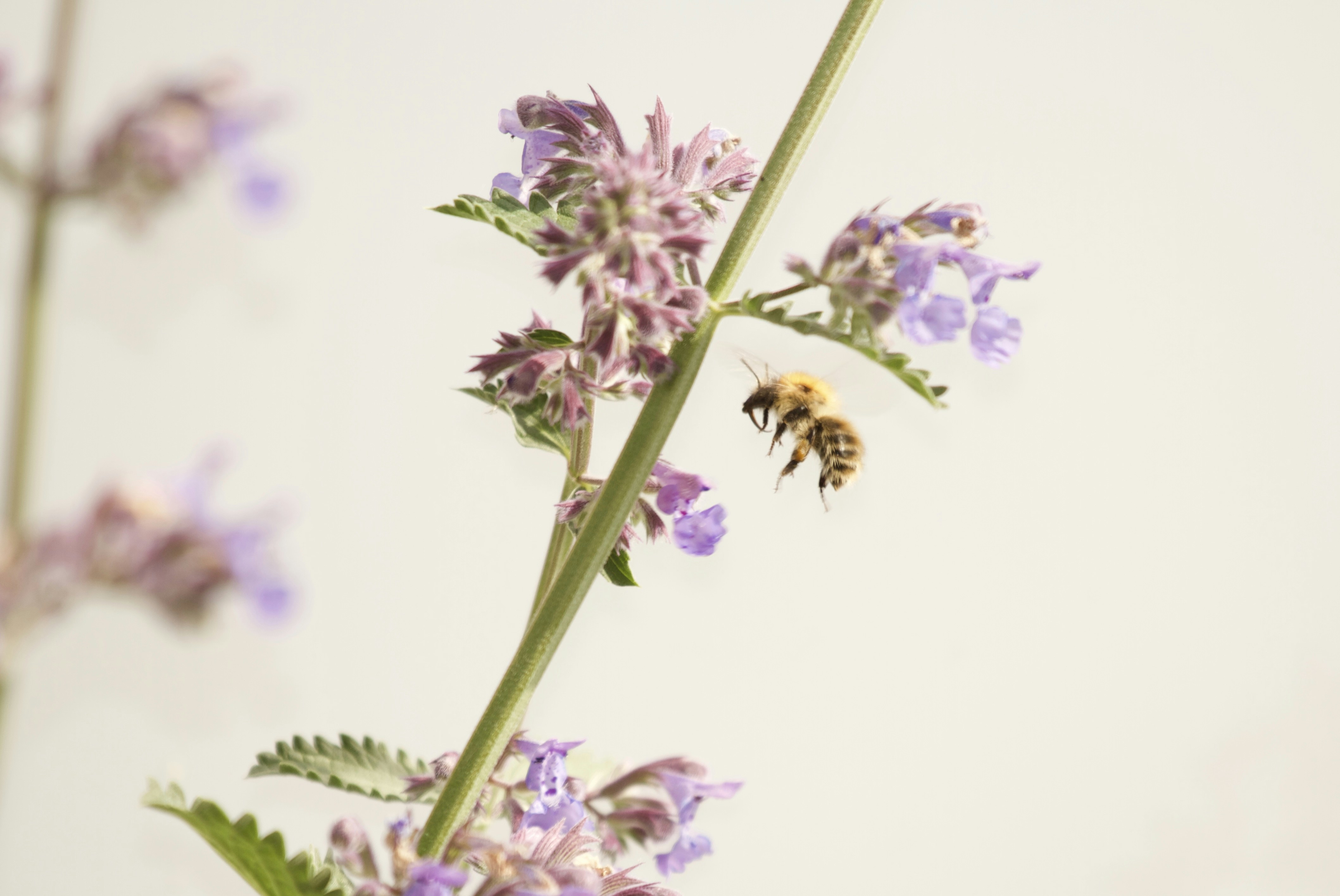 Bee in Flight Crossing Lavender: A Gentle Moment of Pollination