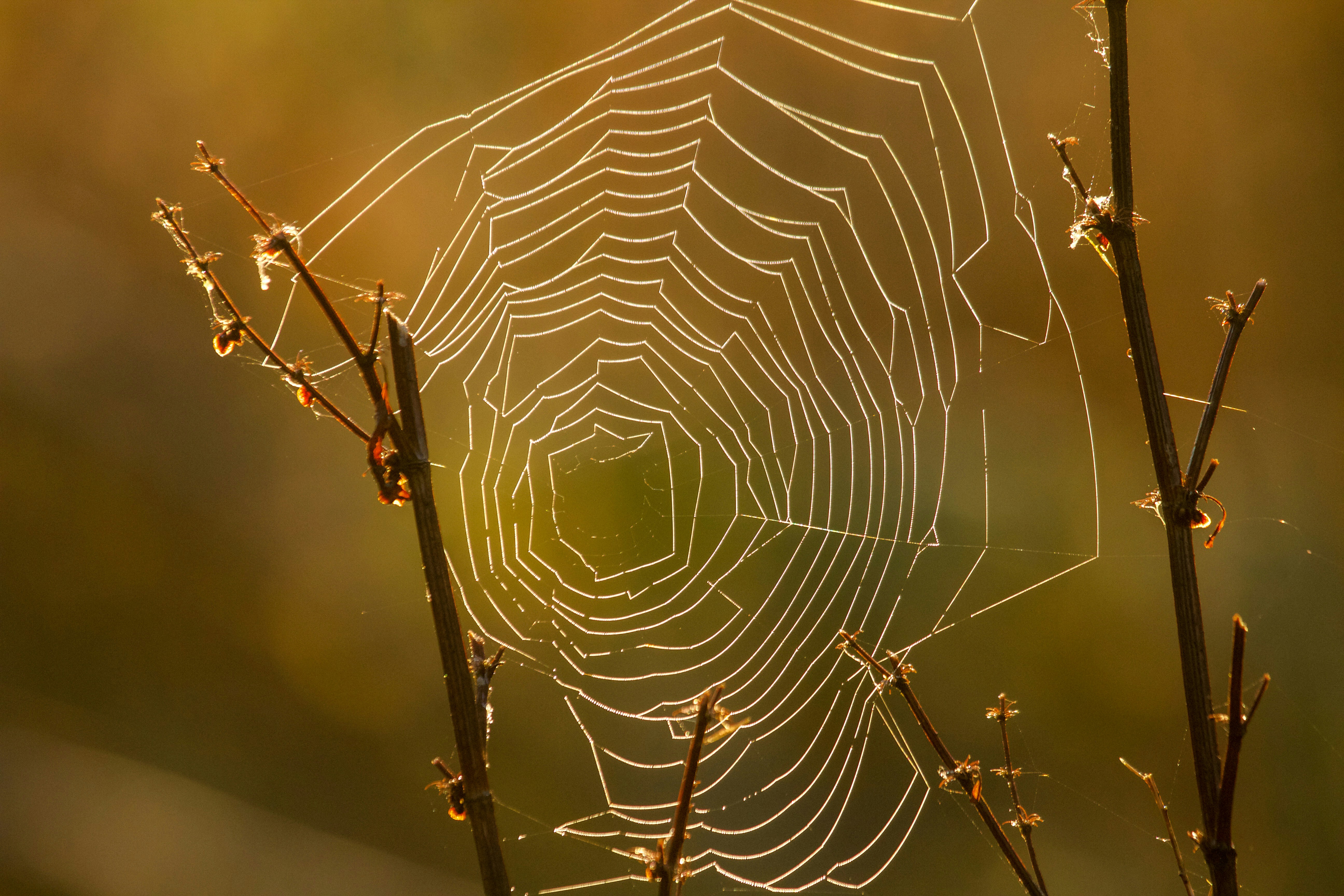 Delicate spider web glistening in the sunlight, intricately woven between slender branches. The background blurs softly, enhancing the web's symmetry.