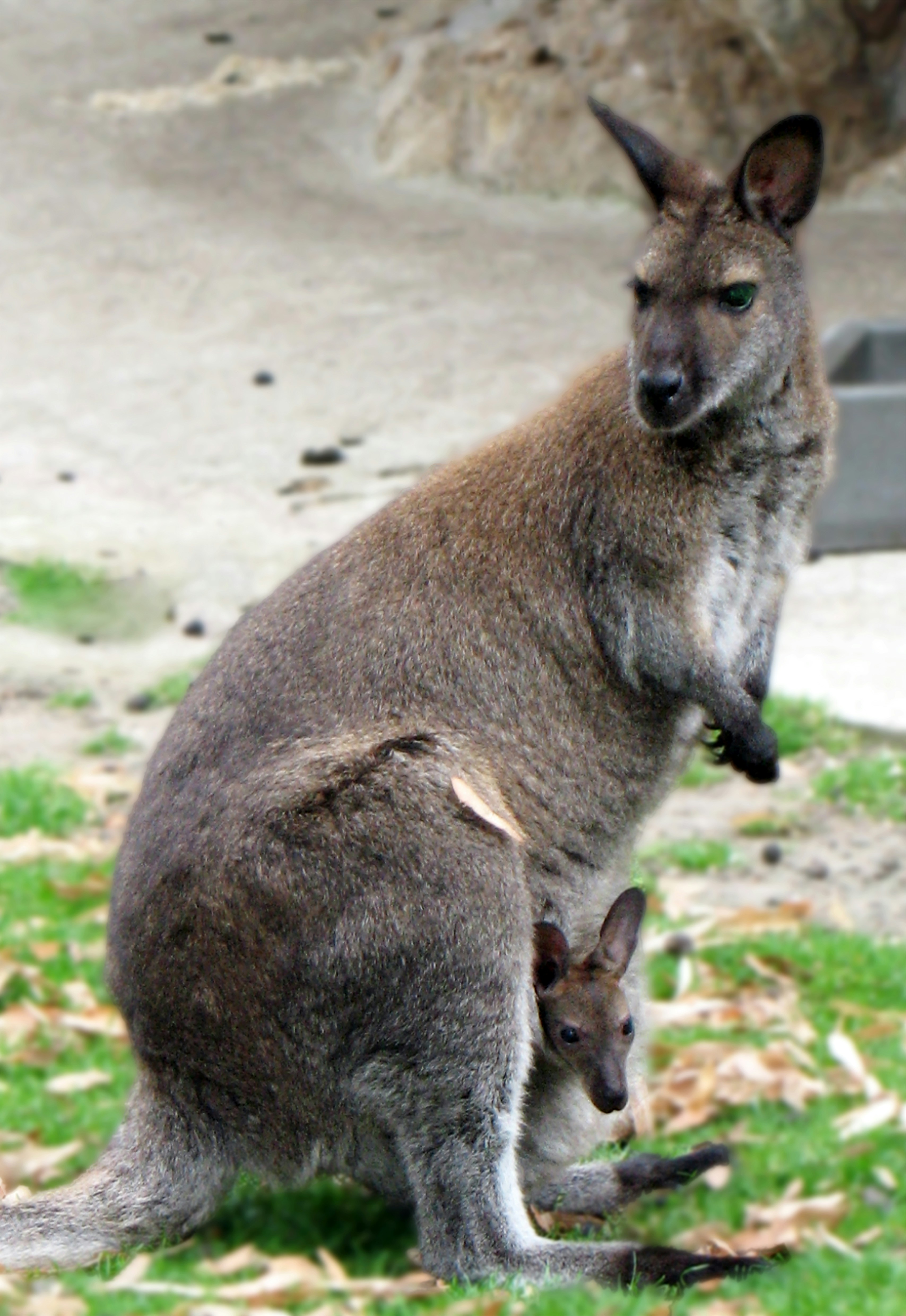 A wallaby with a joey peeking out from its pouch, set against a natural habitat backdrop. The scene captures the essence of maternal bonding in wildlife.
