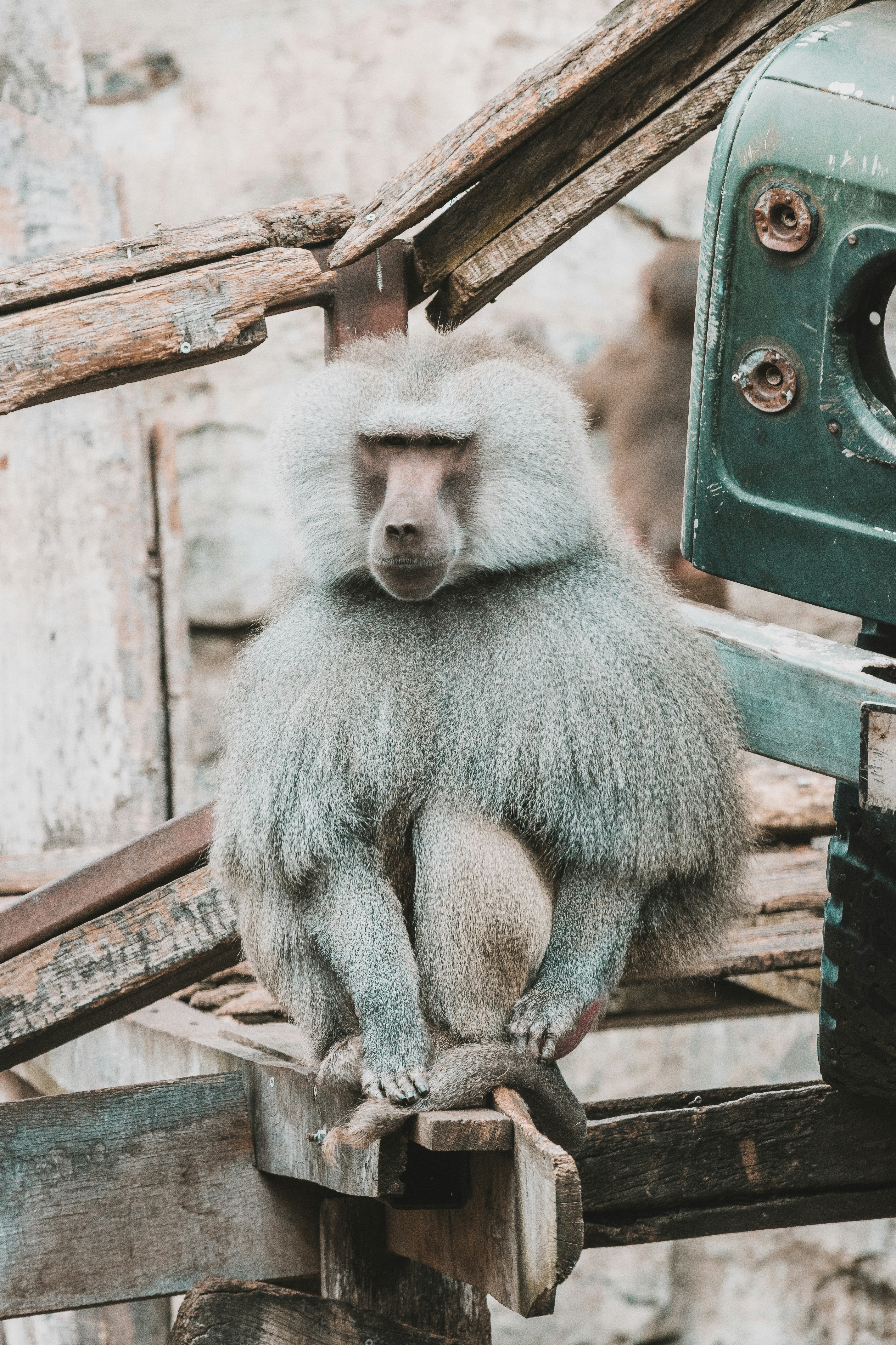Silvery macaque on weathered timber, framed by rustic beams and a green vehicle
