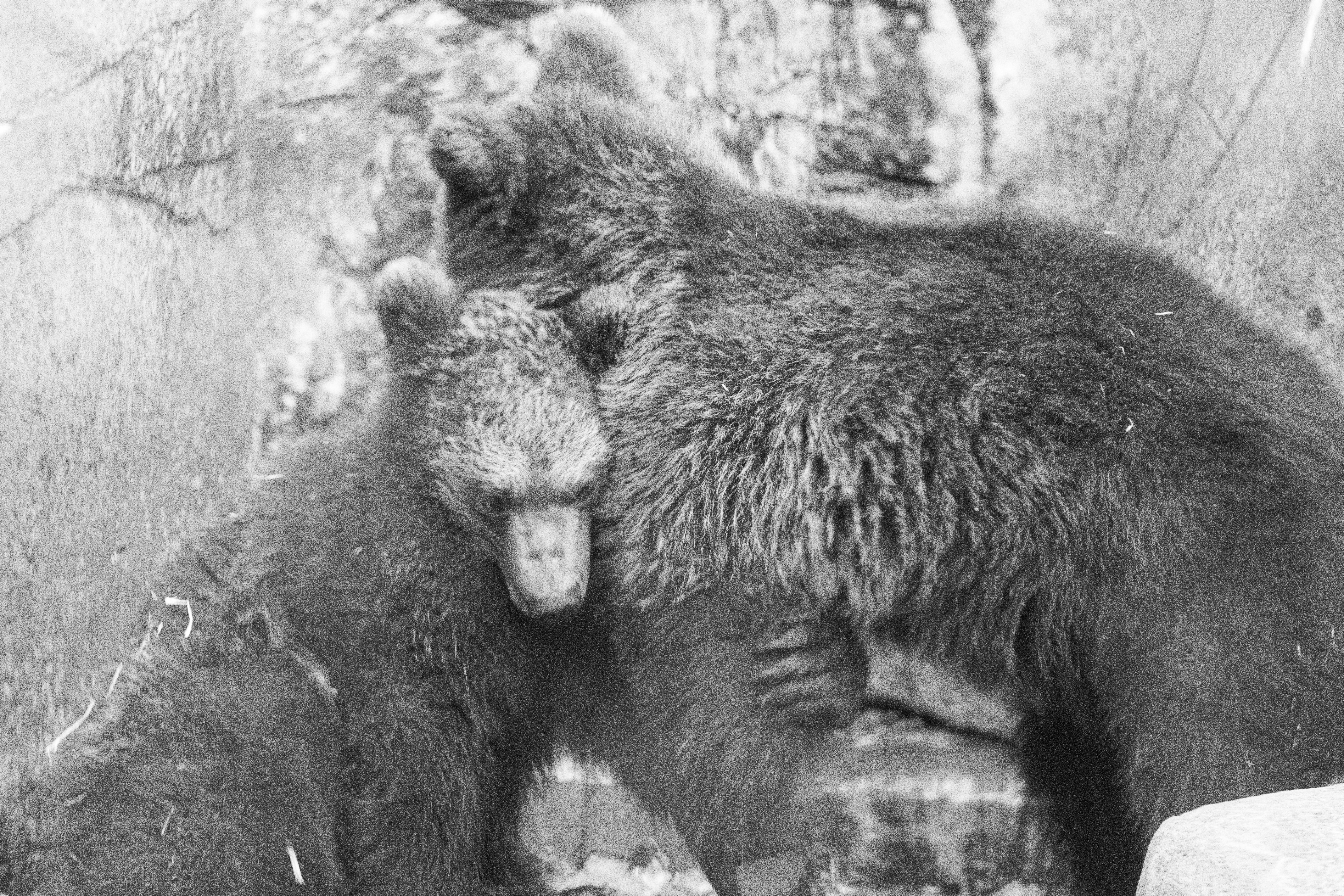 A couple of brown bears standing next to each other photo – Free Bears ...