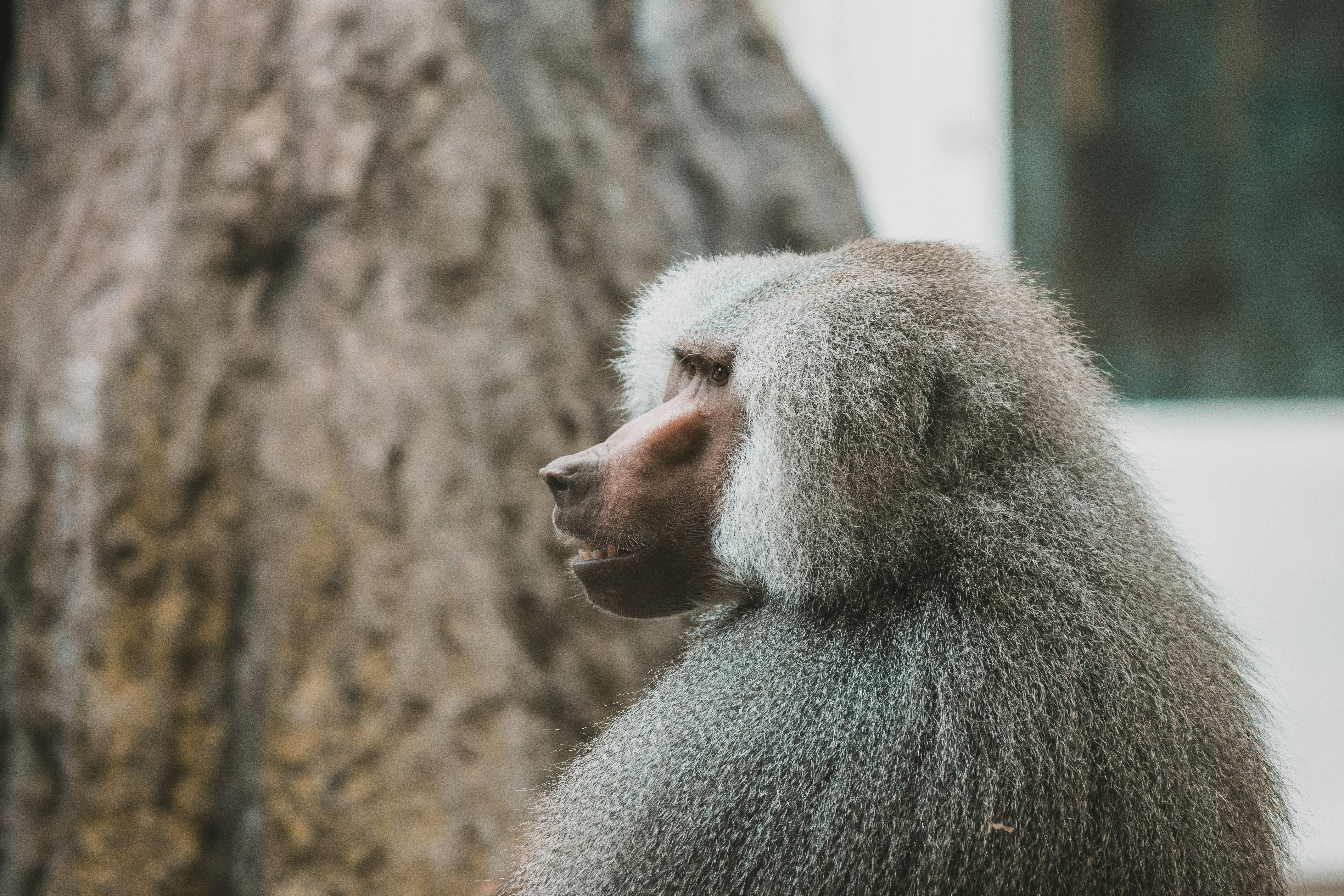 A close up of a monkey near a tree photo – Free Monkey Image on Unsplash