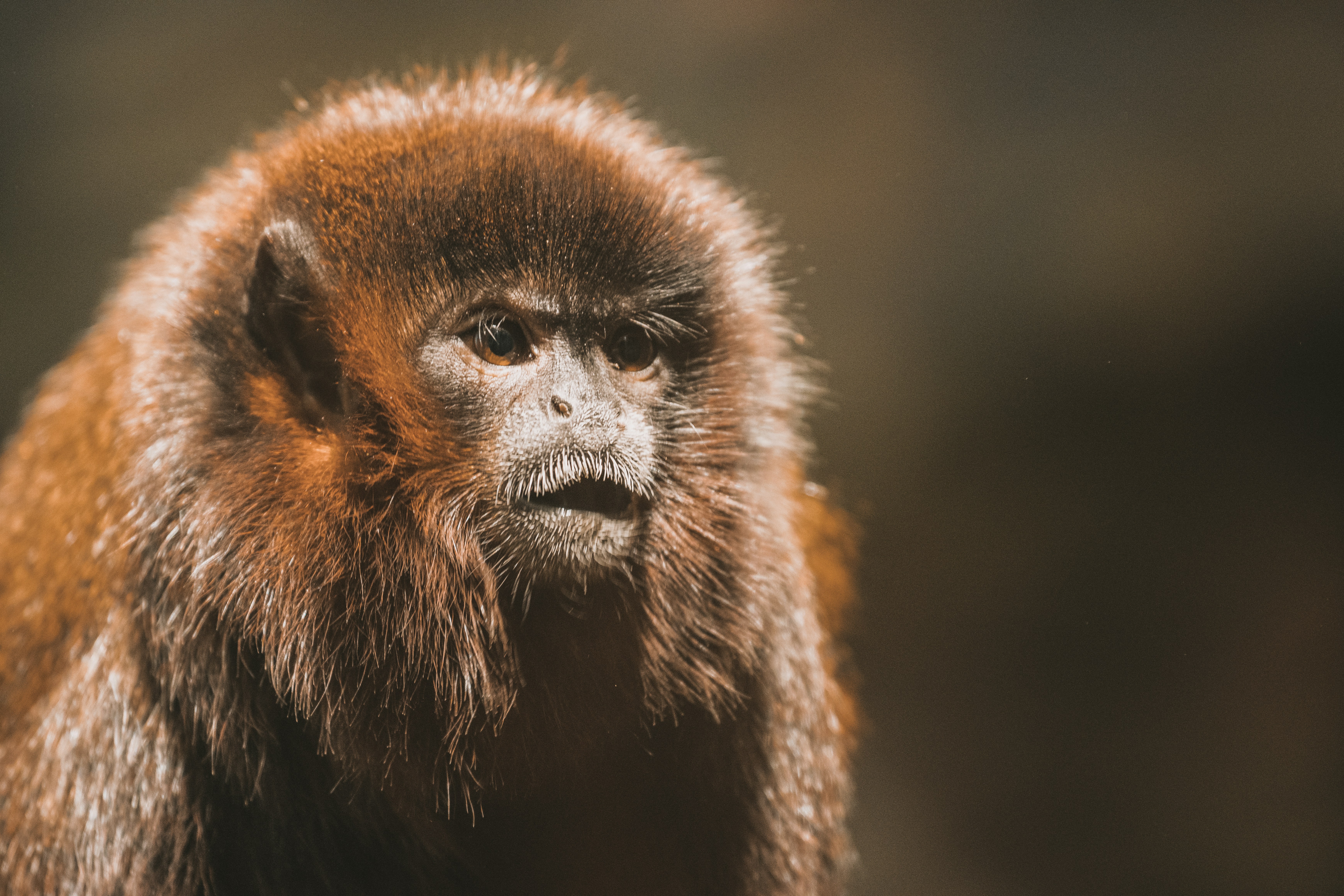 A close up of a monkey with a blurry background photo – Free Monkey ...