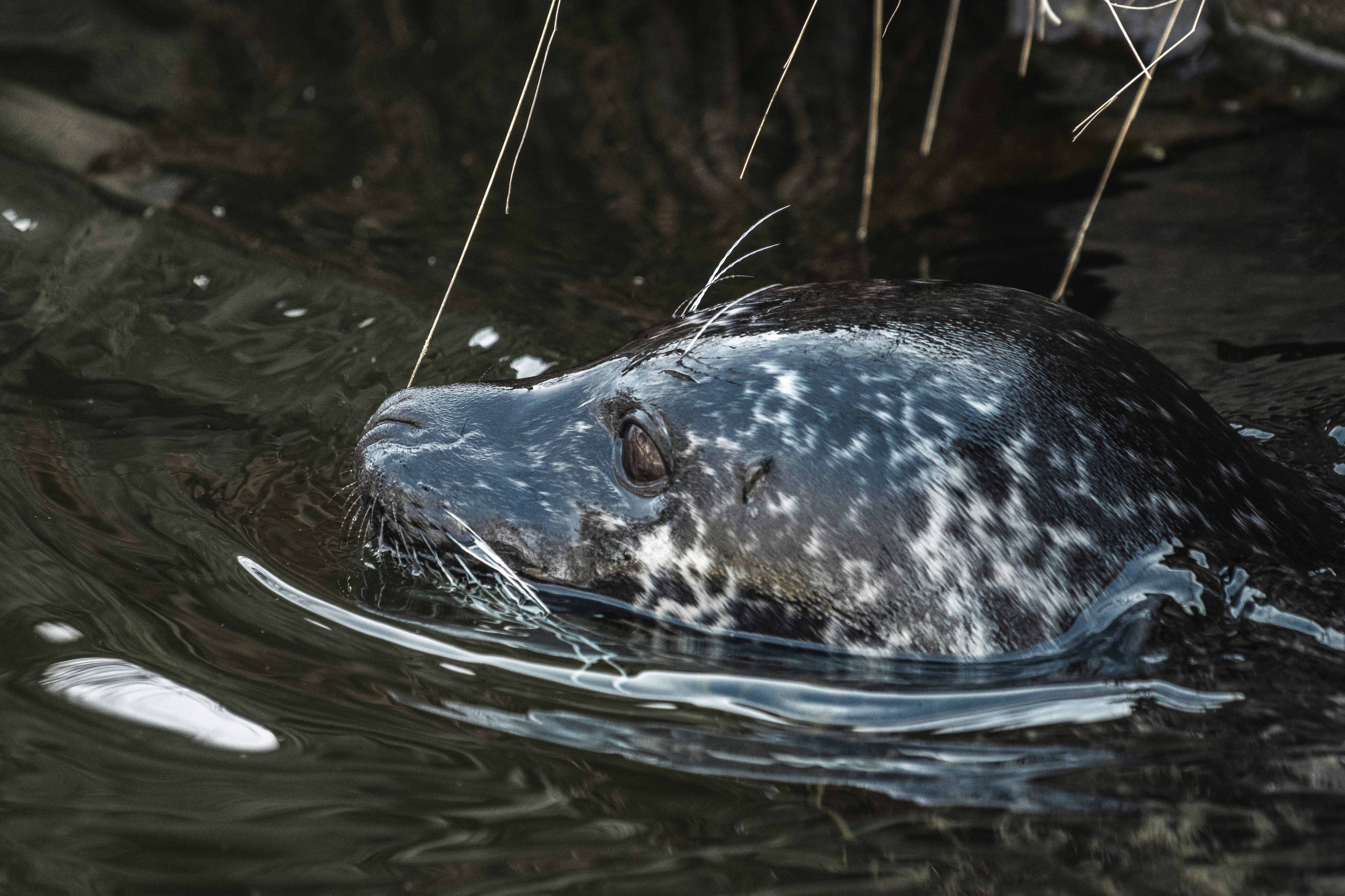 A gray and white animal floating on top of a body of water photo – Free ...