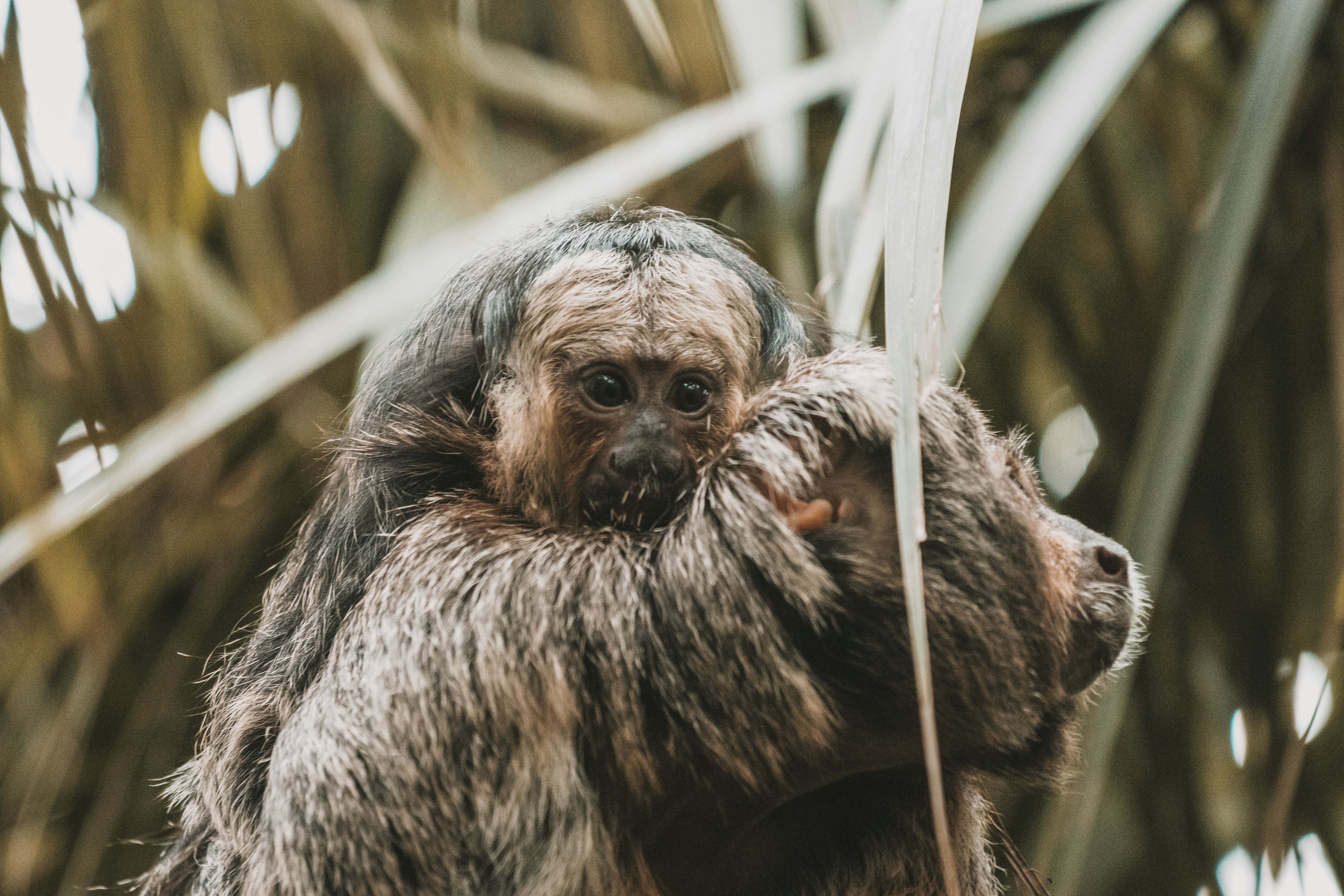 Un singe brun et noir assis au sommet d’un palmier photo – Image ...