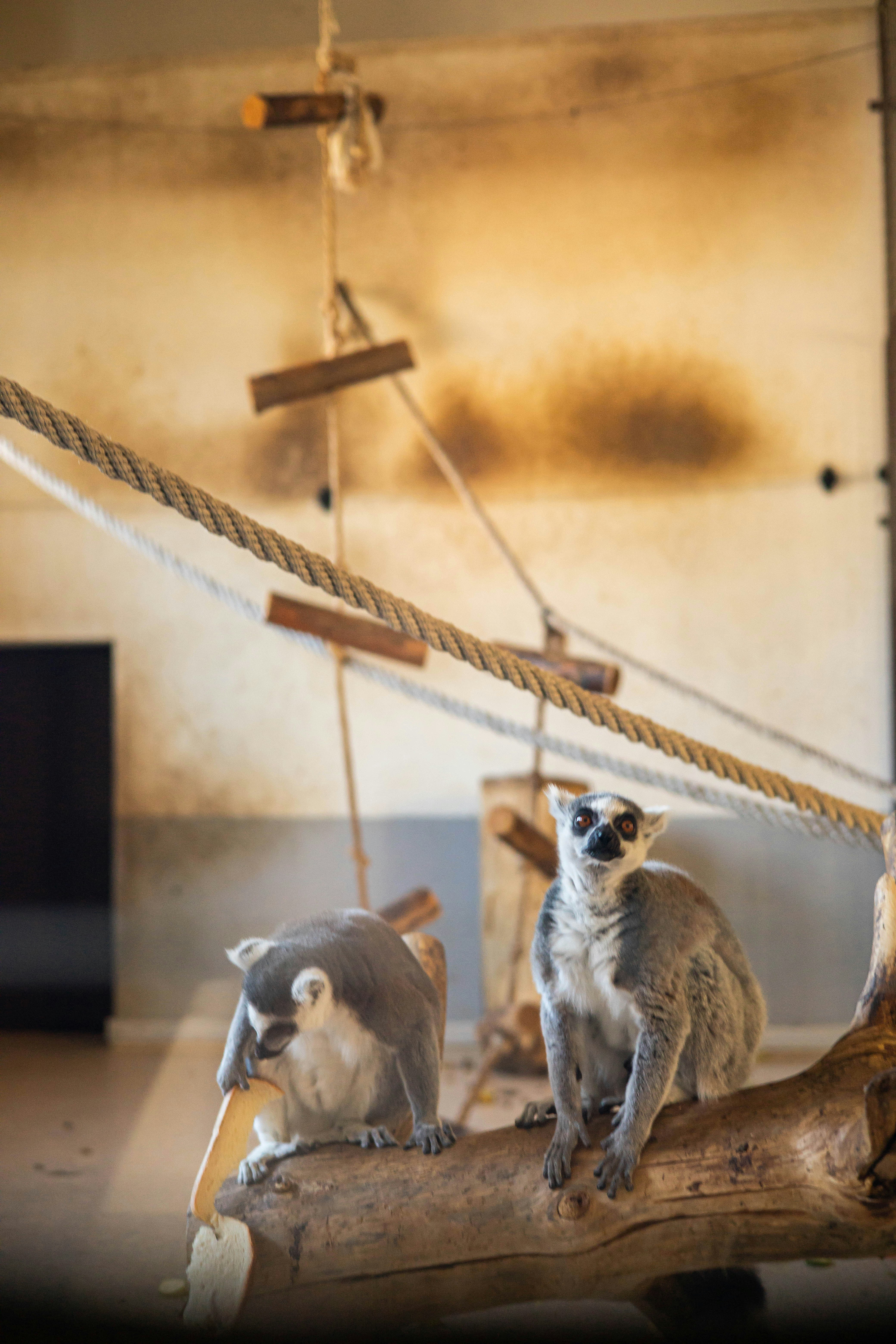 a couple of animals sitting on top of a tree branch