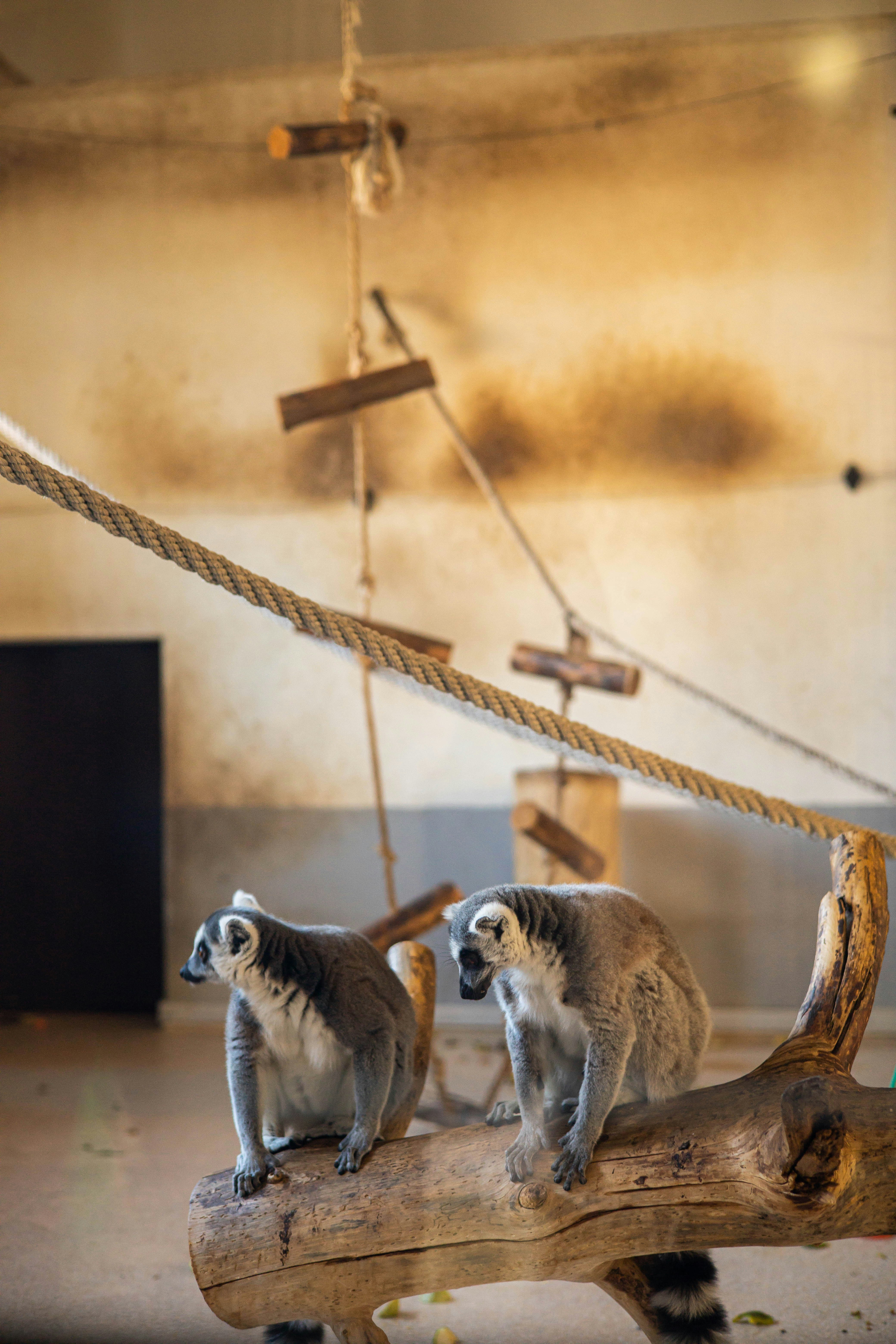 Two Curious Ring-Tailed Lemurs Perch on a Weathered Log in a Quiet Indoor Enclosure