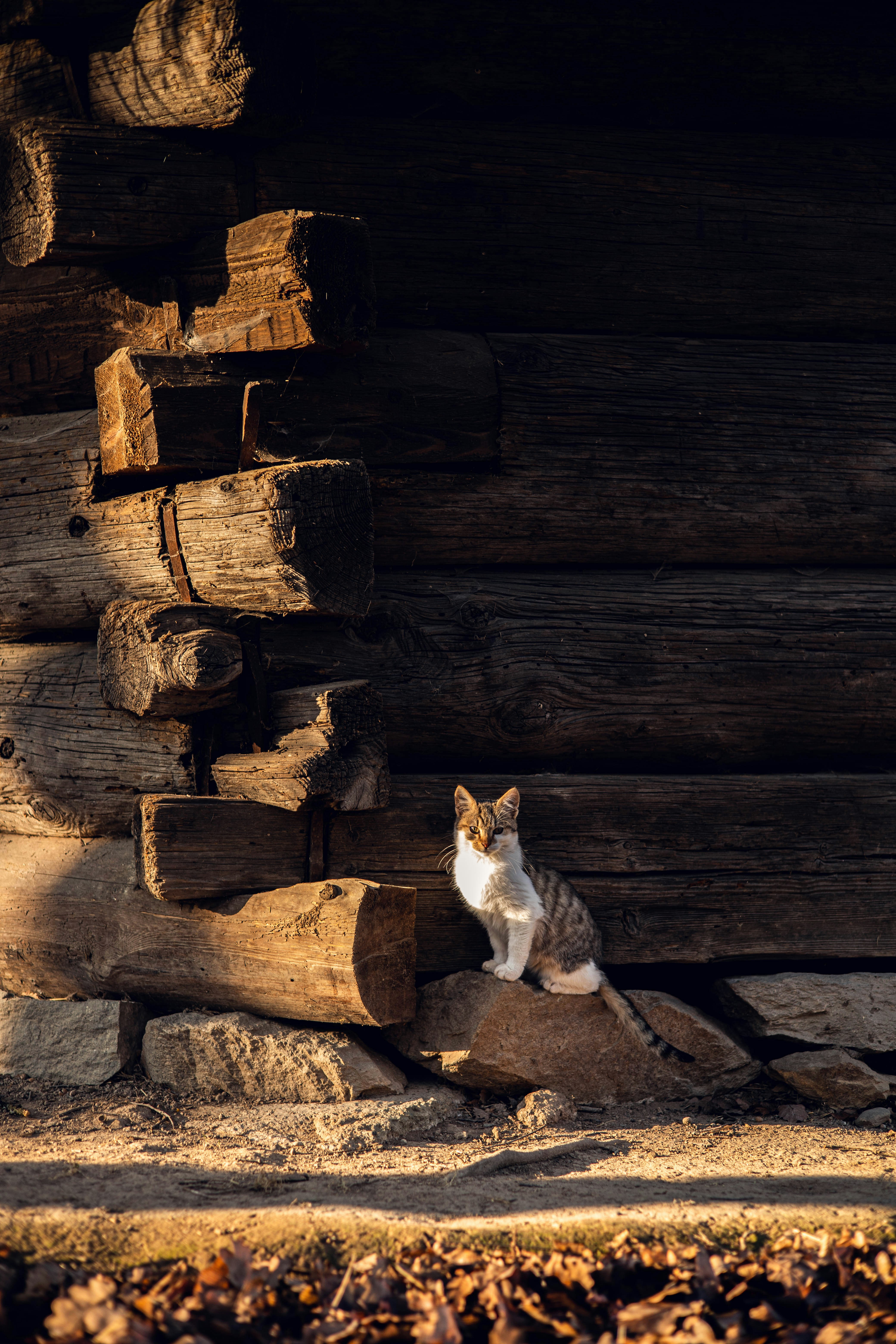 Golden Hour Sentinel: Cat at the Timber Wall