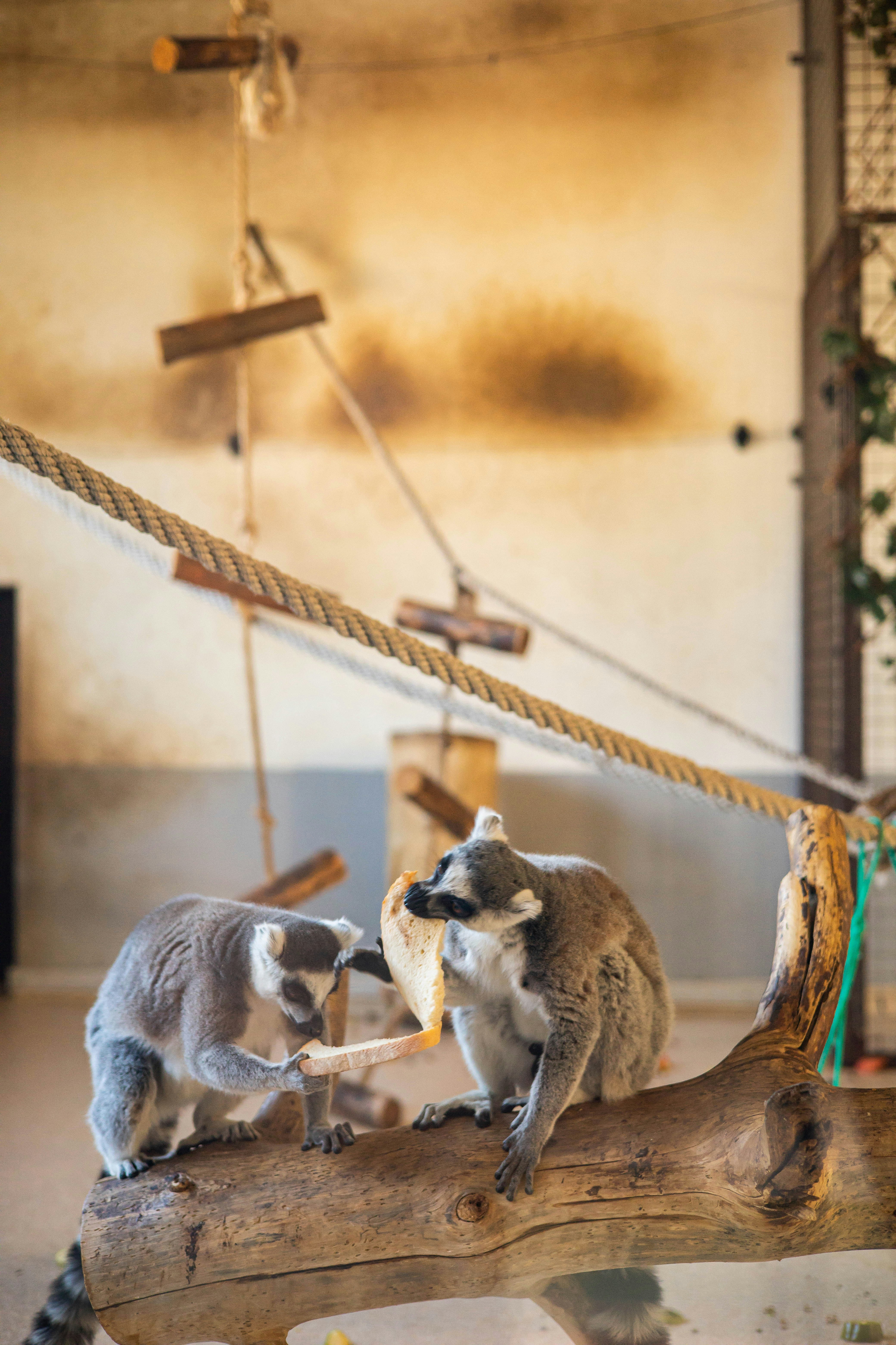 A couple of animals standing on top of a wooden branch photo – Free ...