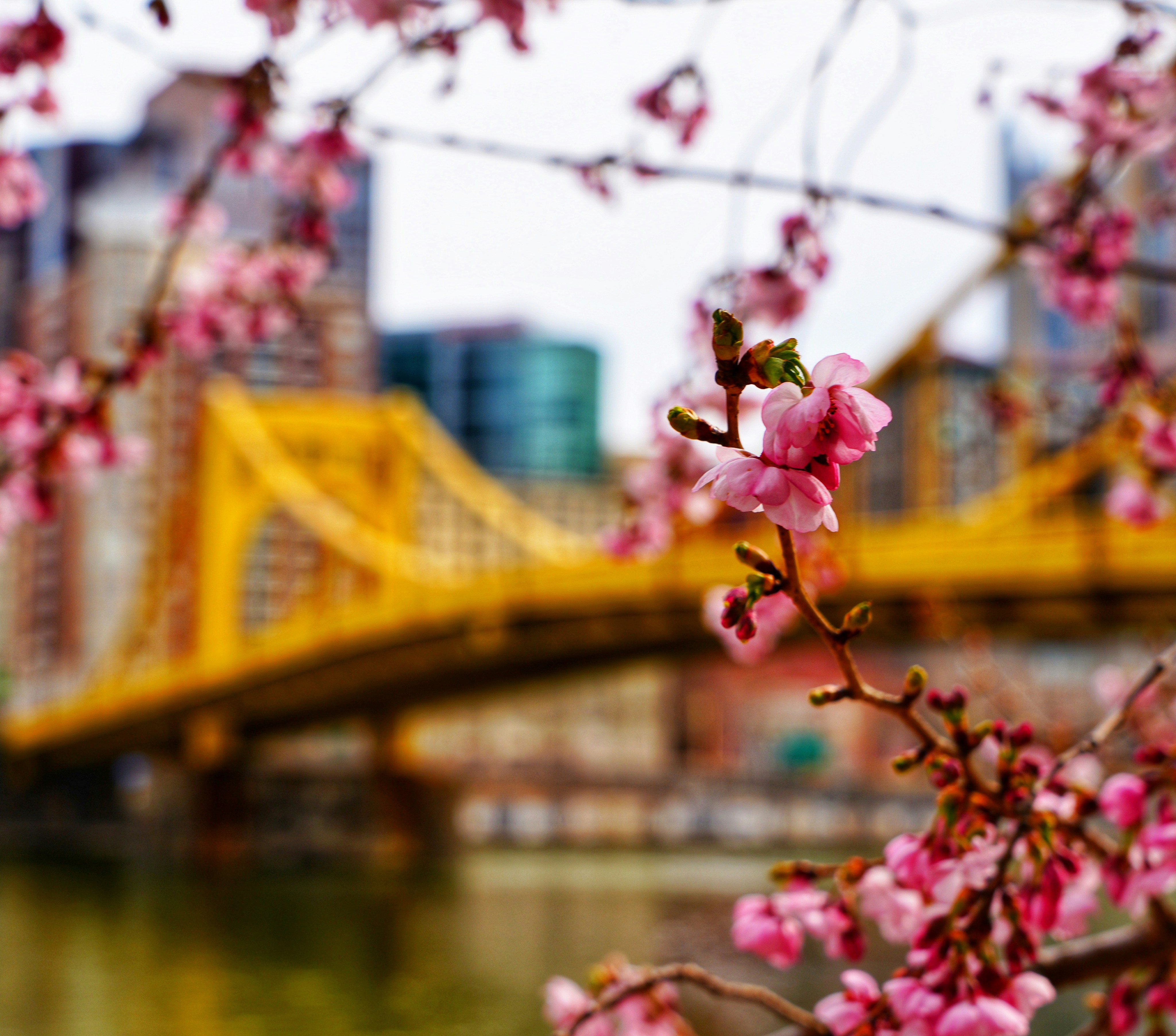 Cherry blossoms in full bloom frame a vibrant yellow bridge against a backdrop of urban architecture. The scene captures the essence of spring in the city.