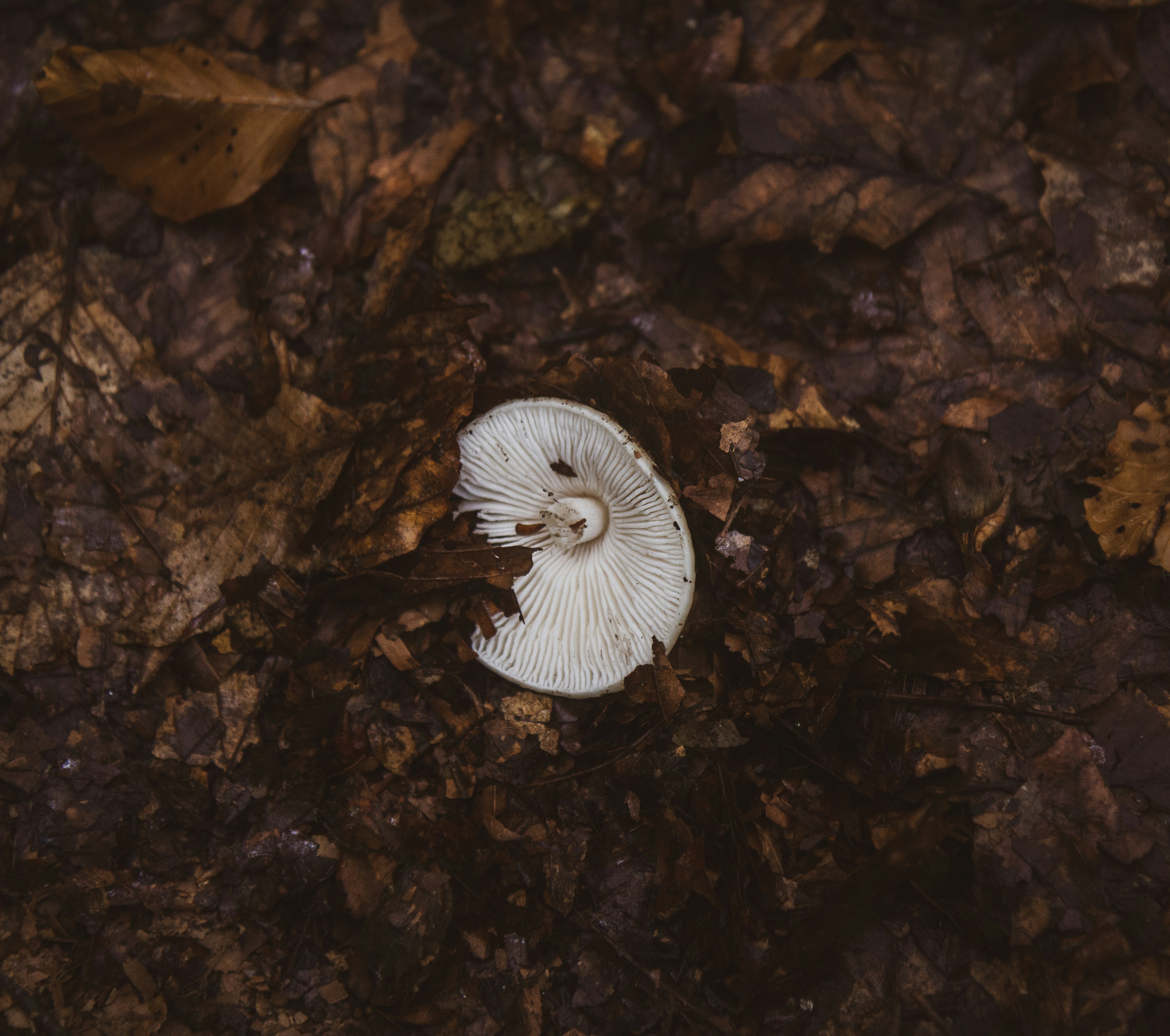 White Cap in the Leafpile: A Micro Forest Portrait