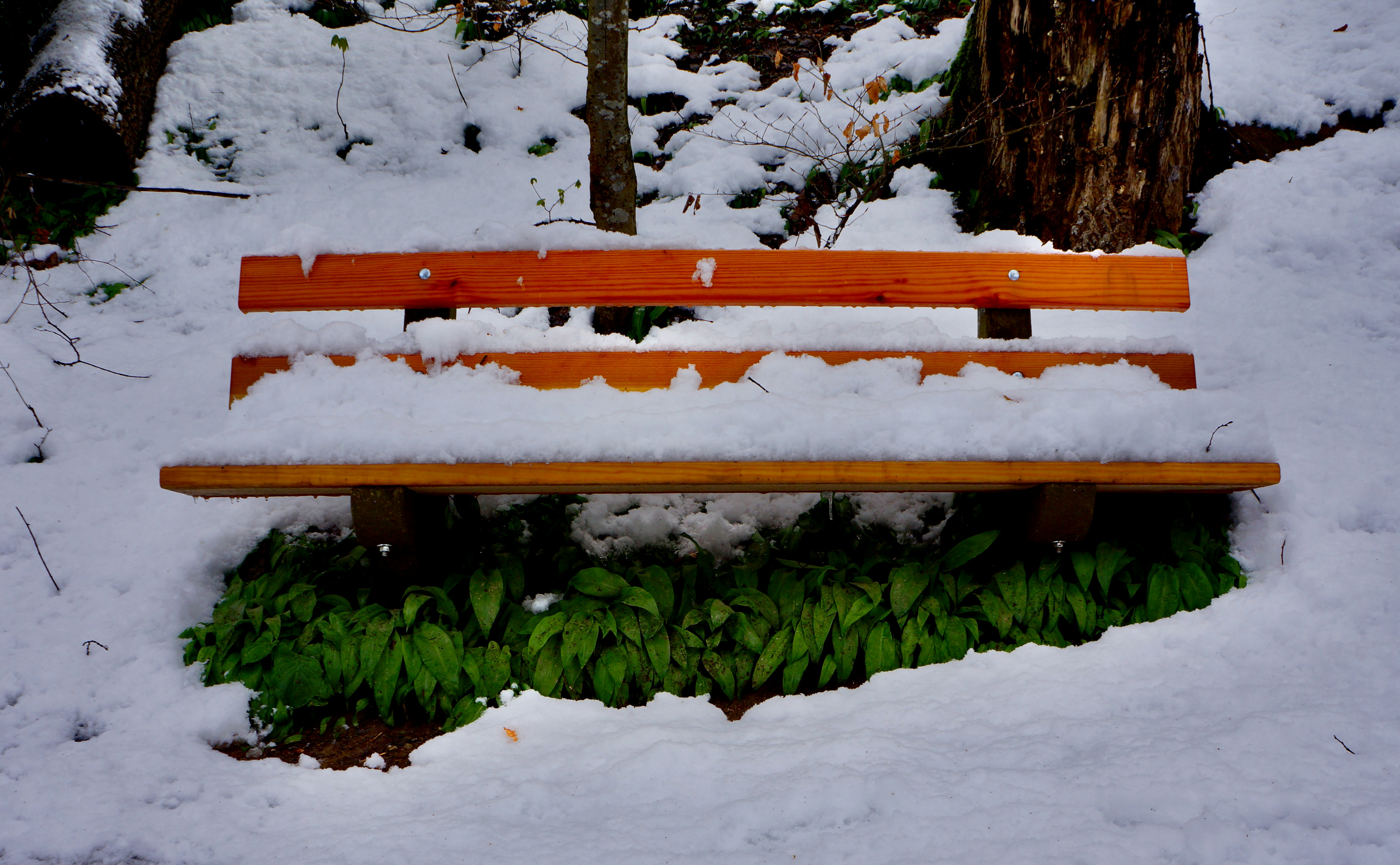 a wooden bench covered in snow next to a tree