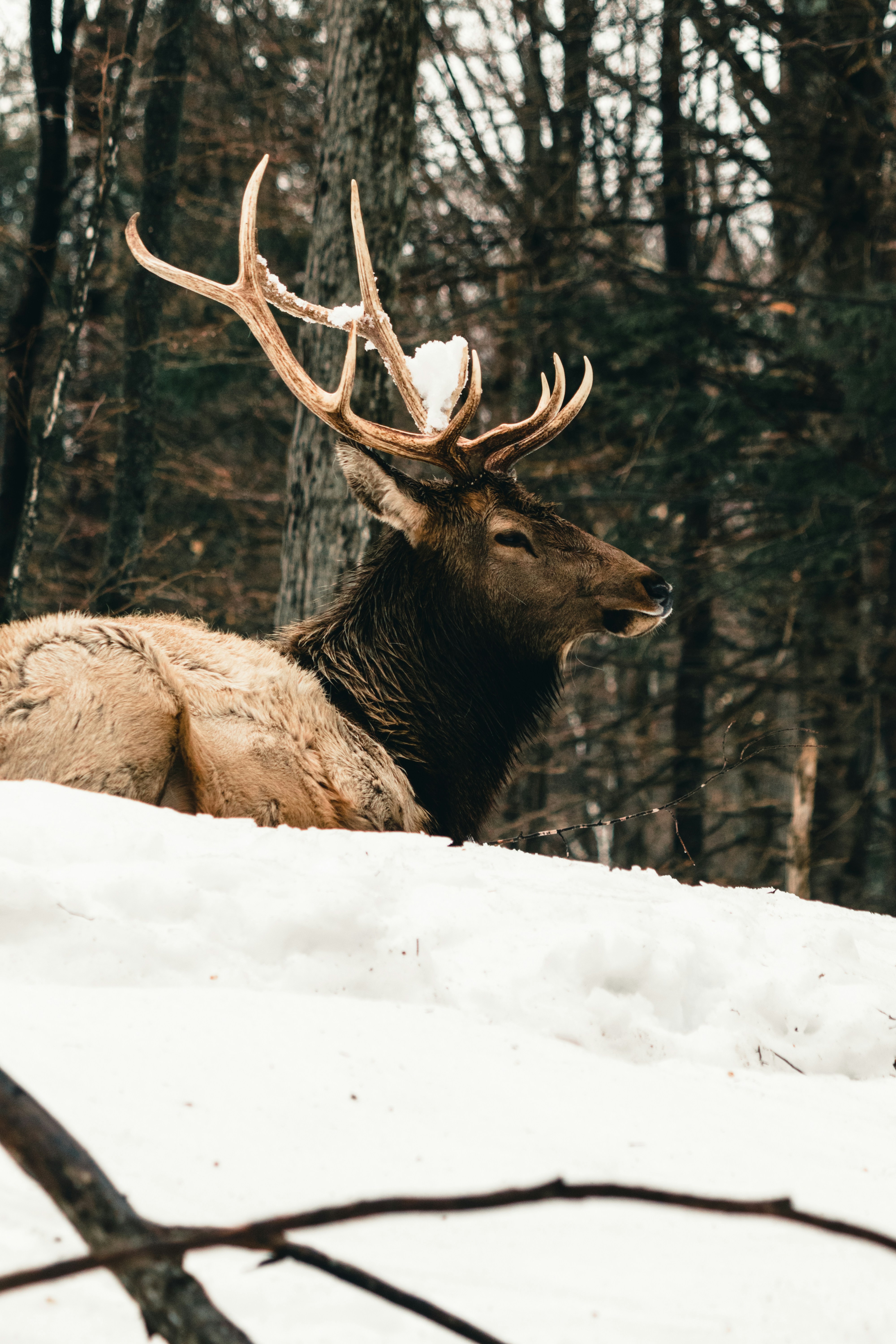 Un cerf couché dans la neige dans les bois photo – Photo 캐나다 Gratuite ...