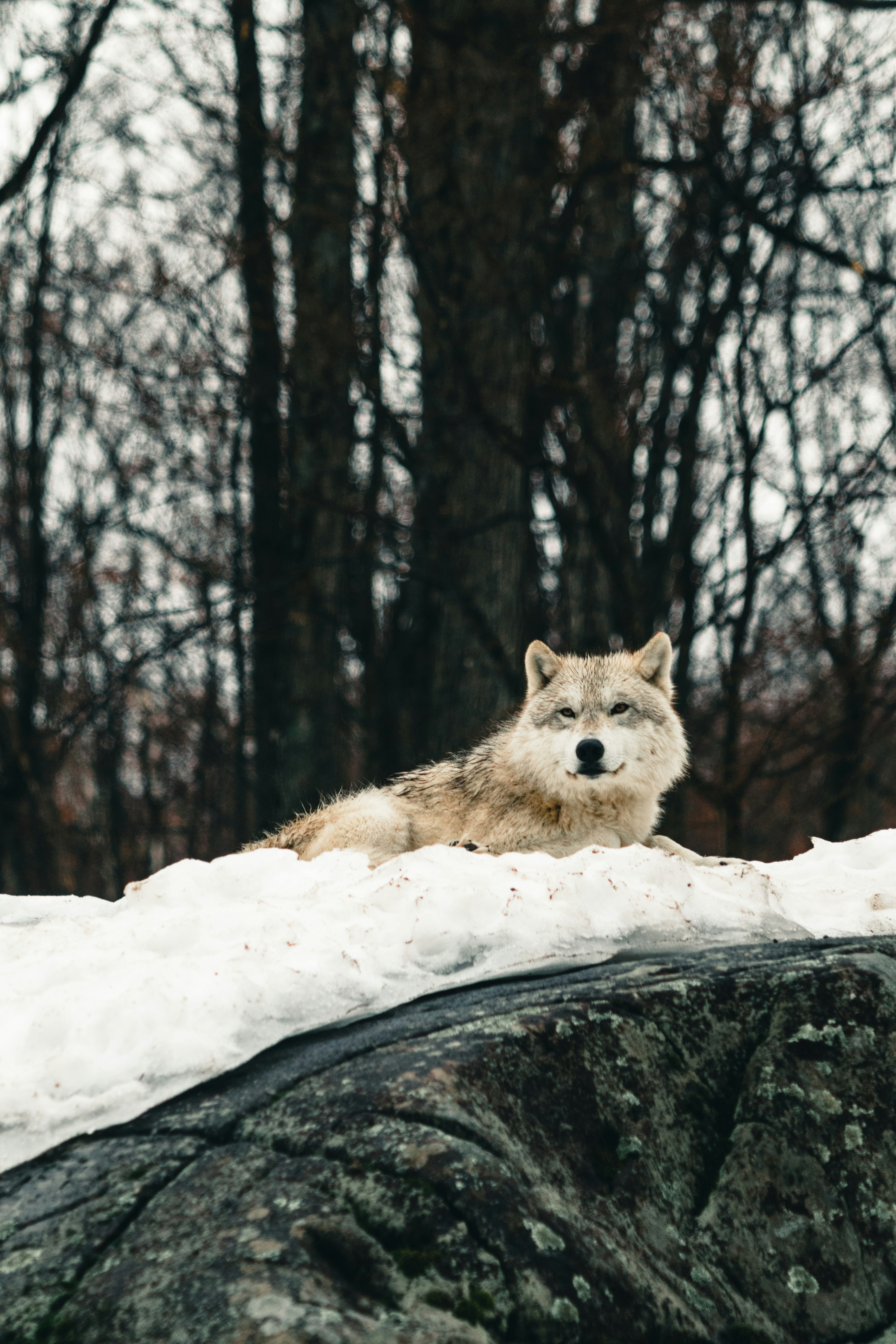 Winter Watch: A Lone Wolf's Vigil