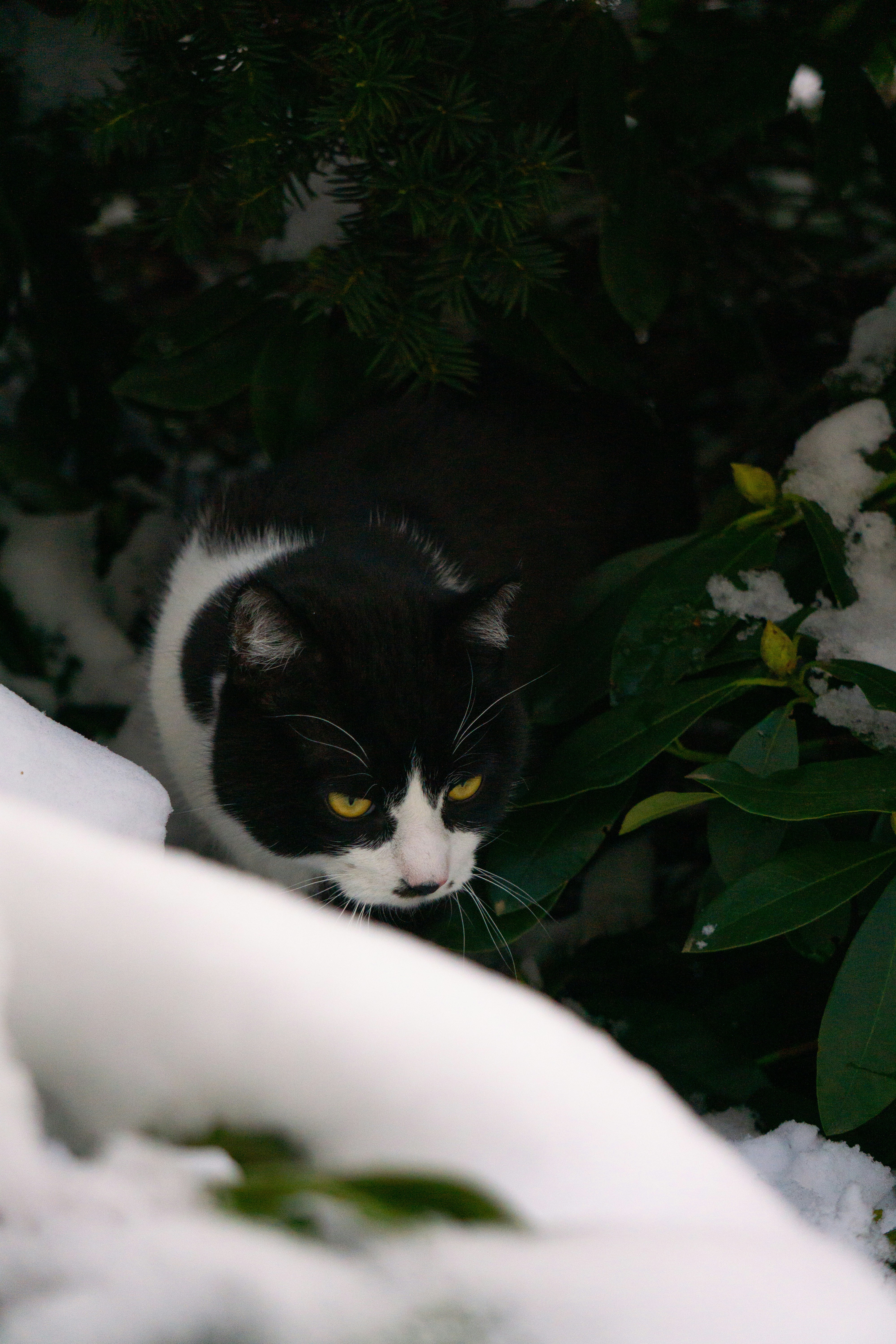 A black and white cat cautiously navigates through snow-covered foliage, embodying curiosity amidst a winter landscape.