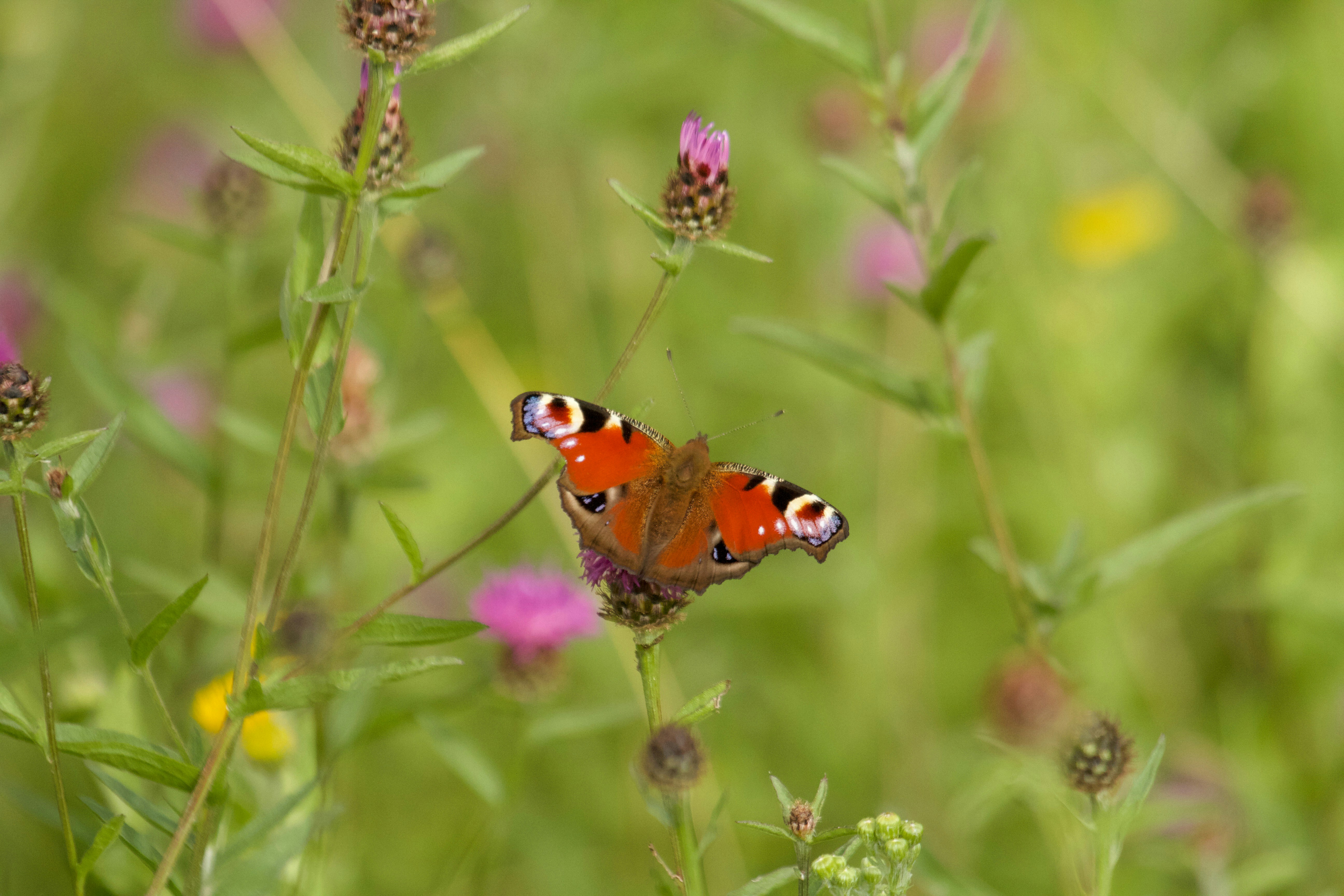 Orange-winged butterfly resting on a pink wildflower in a sunlit meadow