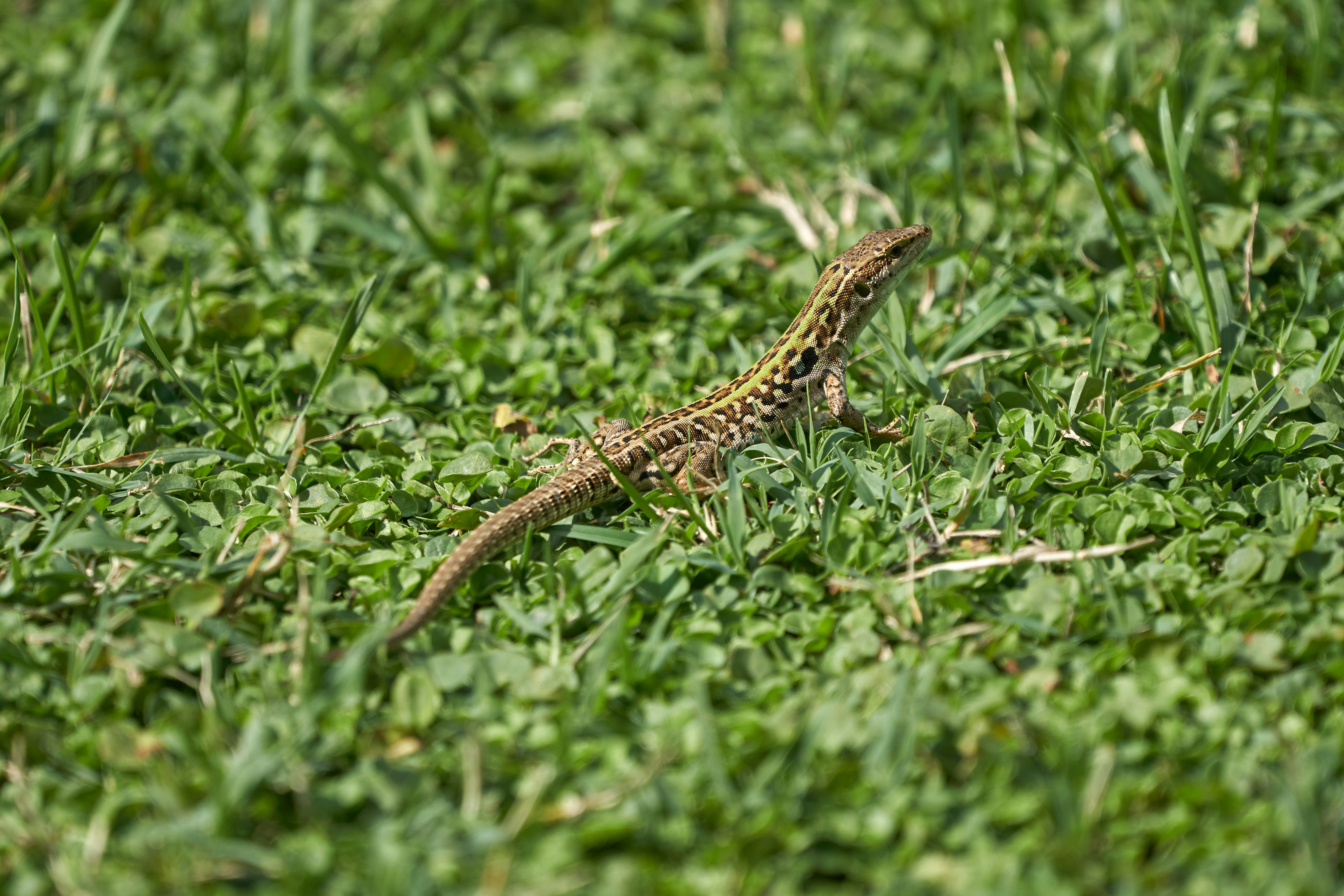 a lizard that is sitting in the grass
