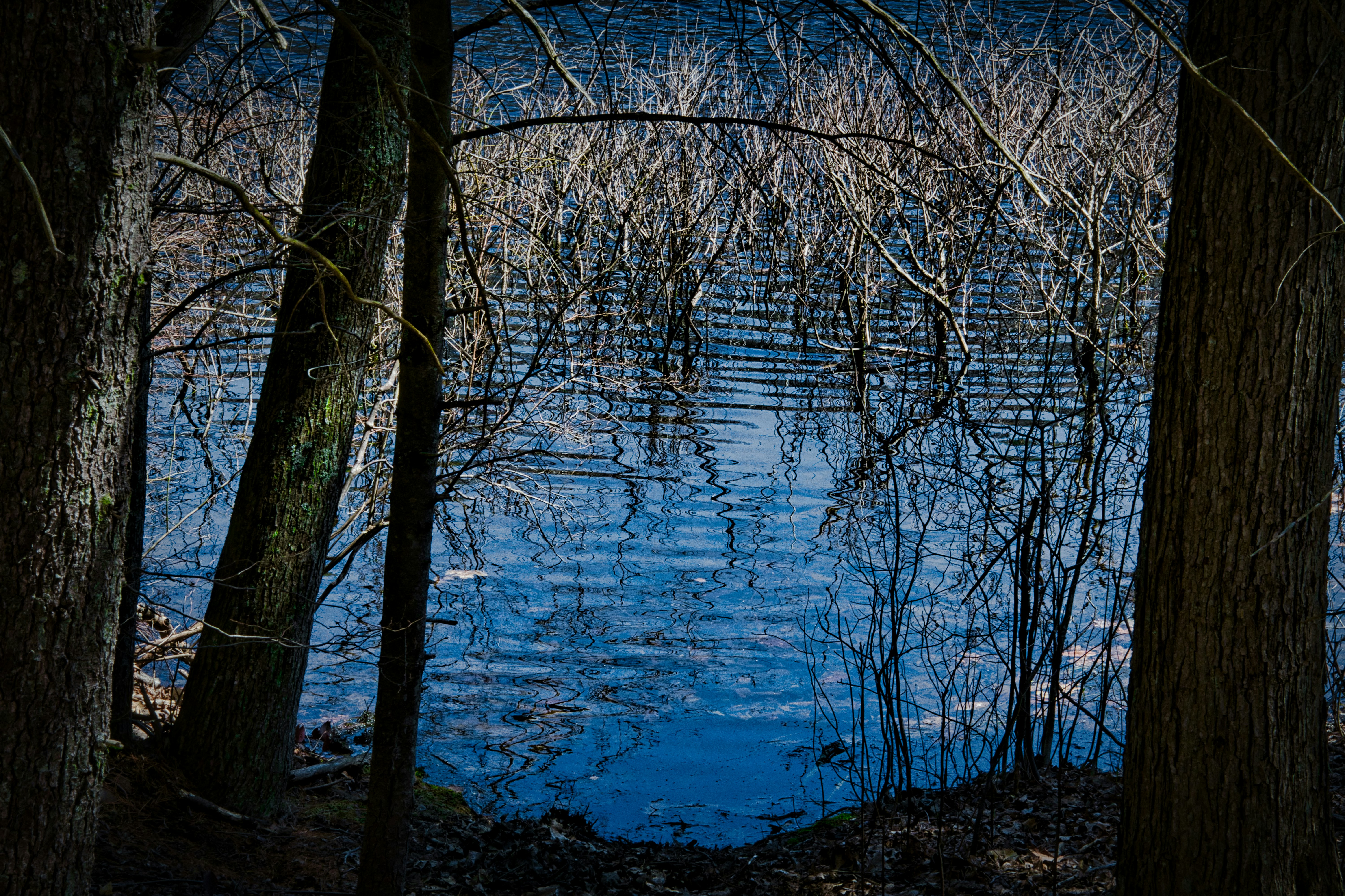 Serene waters reflecting the interplay of light and shadows, framed by bare branches and towering trees.