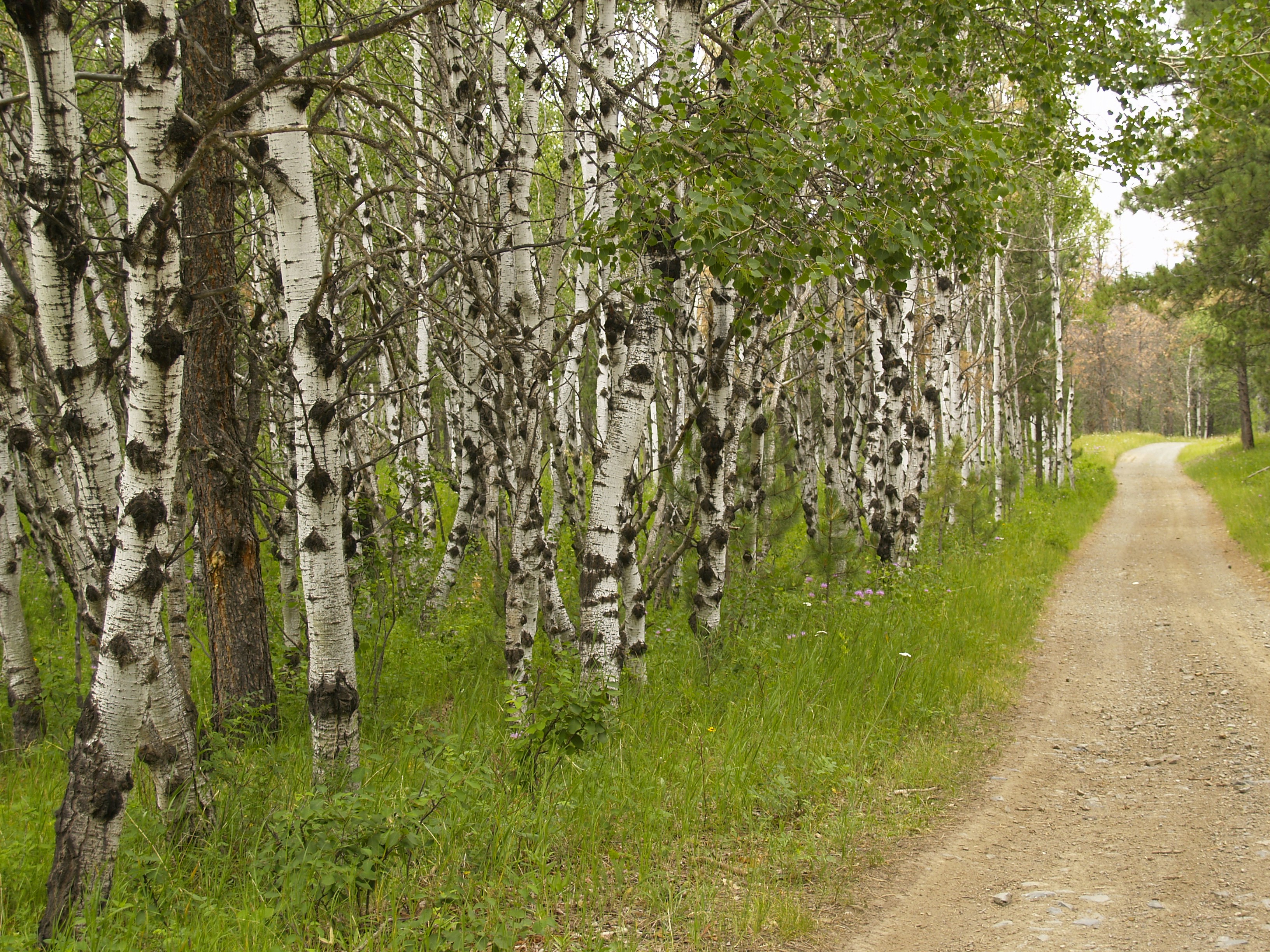 A serene dirt path meanders through a grove of slender birch trees, their white bark contrasting with lush green grass. Nature's tranquility unfolds along the way.