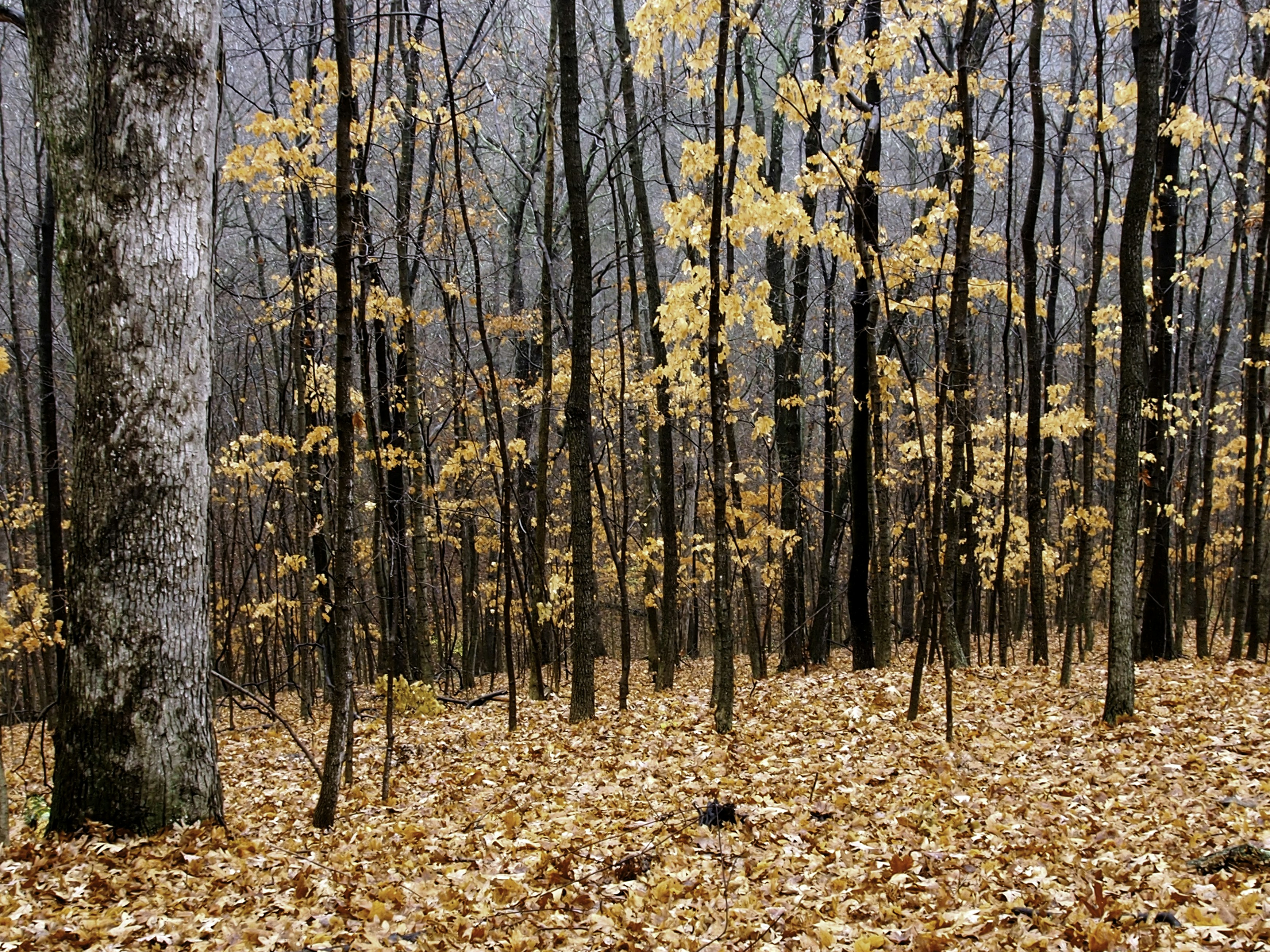 Autumn leaves blanket the forest floor beneath tall, slender trees with golden foliage.